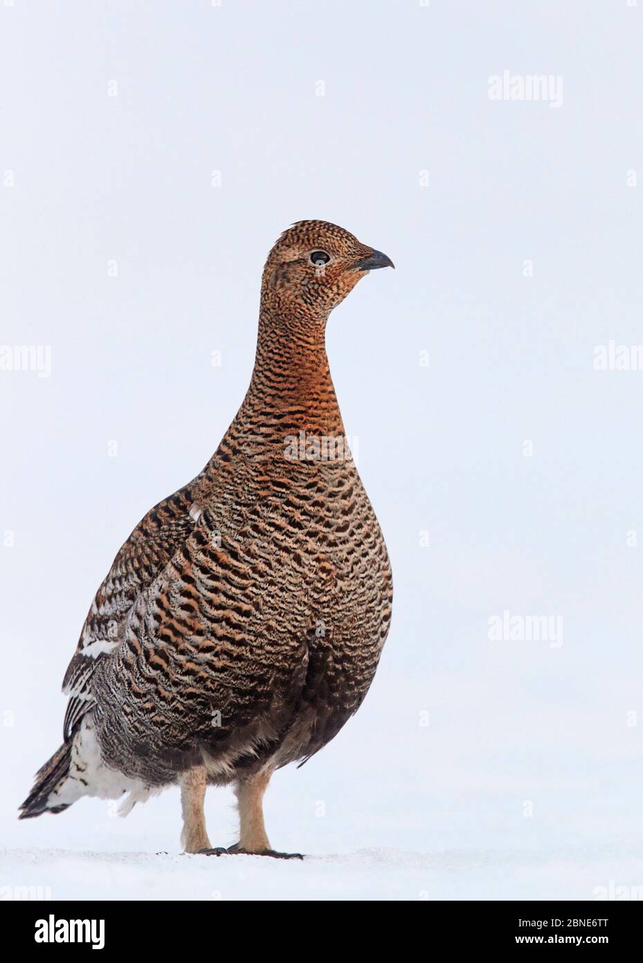 Female Black grouse (Tetrao / Lyrurus tetrix) portrait, Vaala, Finland ...