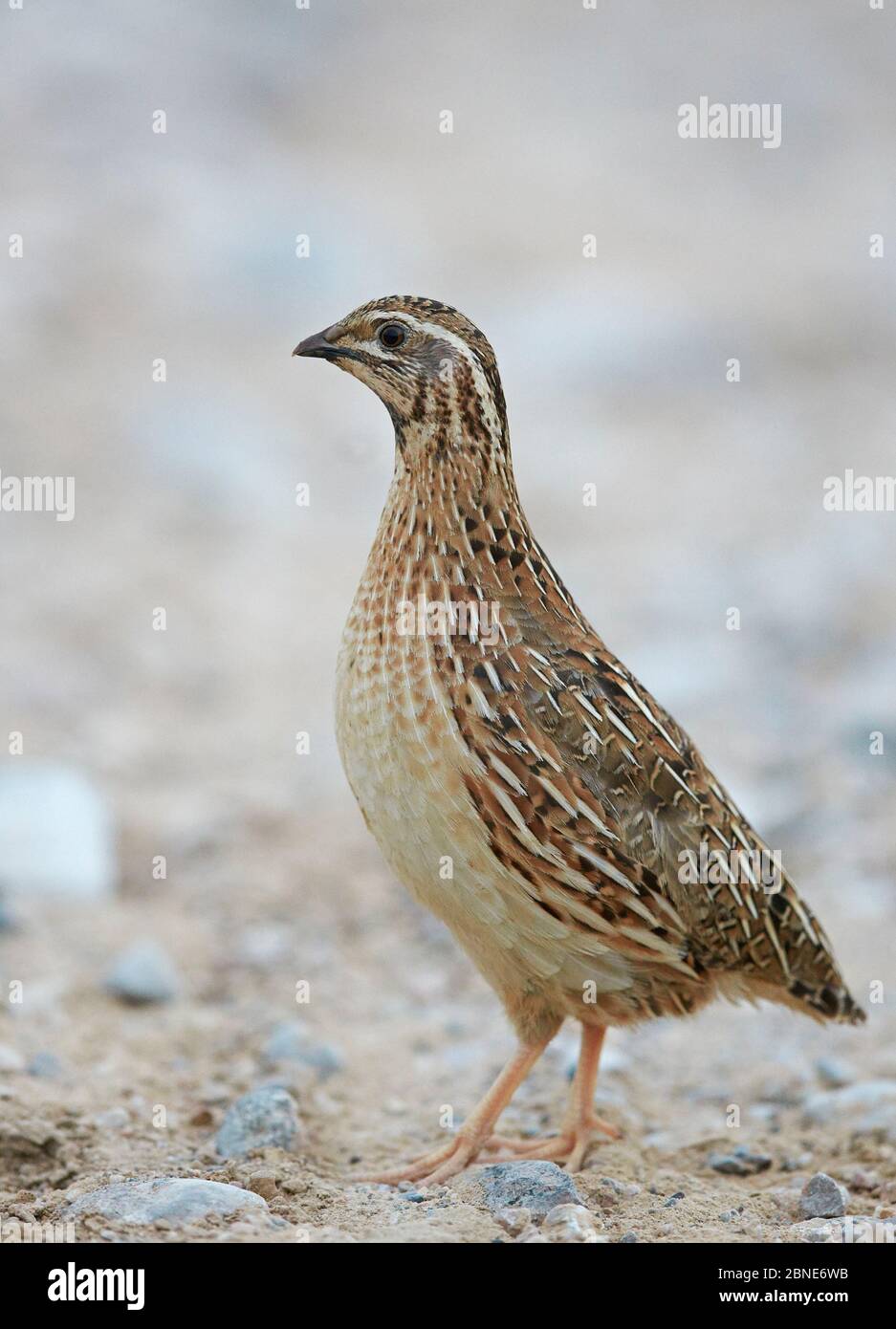 Male Common quail (Coturnix coturnix) portrait, Spain, May Stock Photo ...