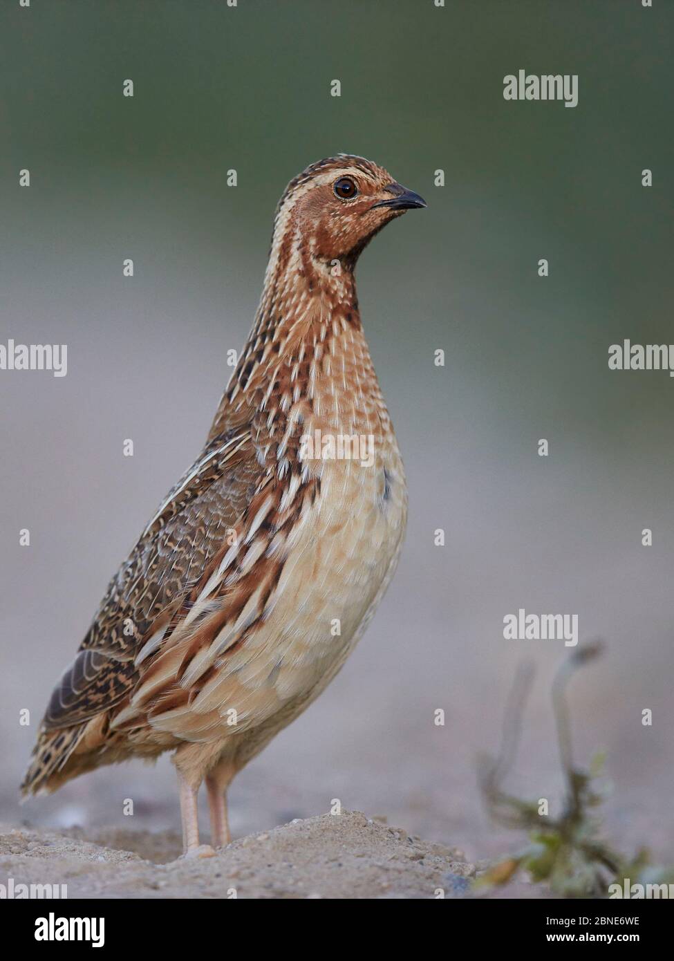 Male Common quail (Coturnix coturnix) portrait, Spain, May Stock Photo ...