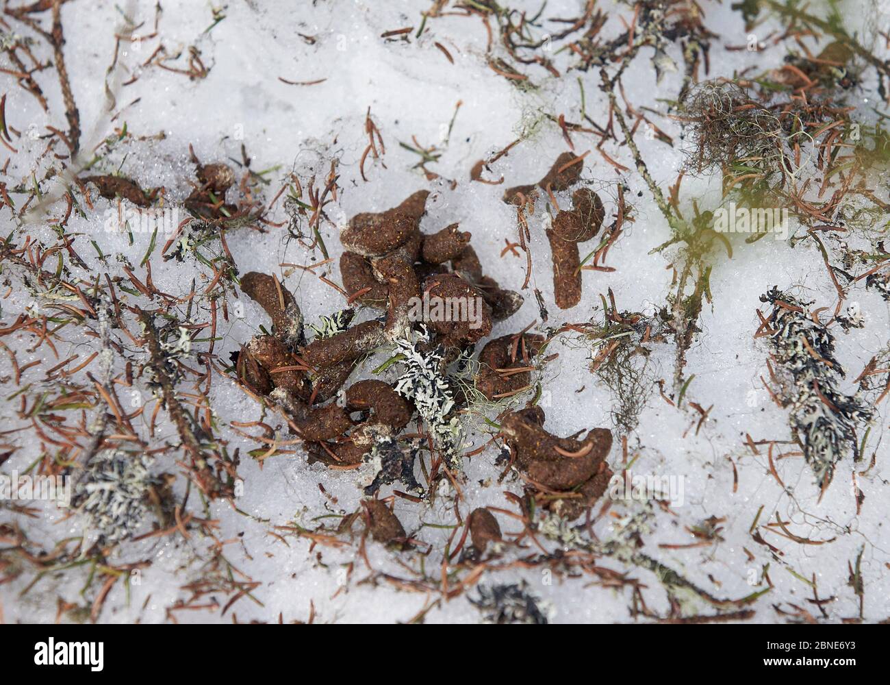 Hazel pine hi-res stock photography and images - Alamy
