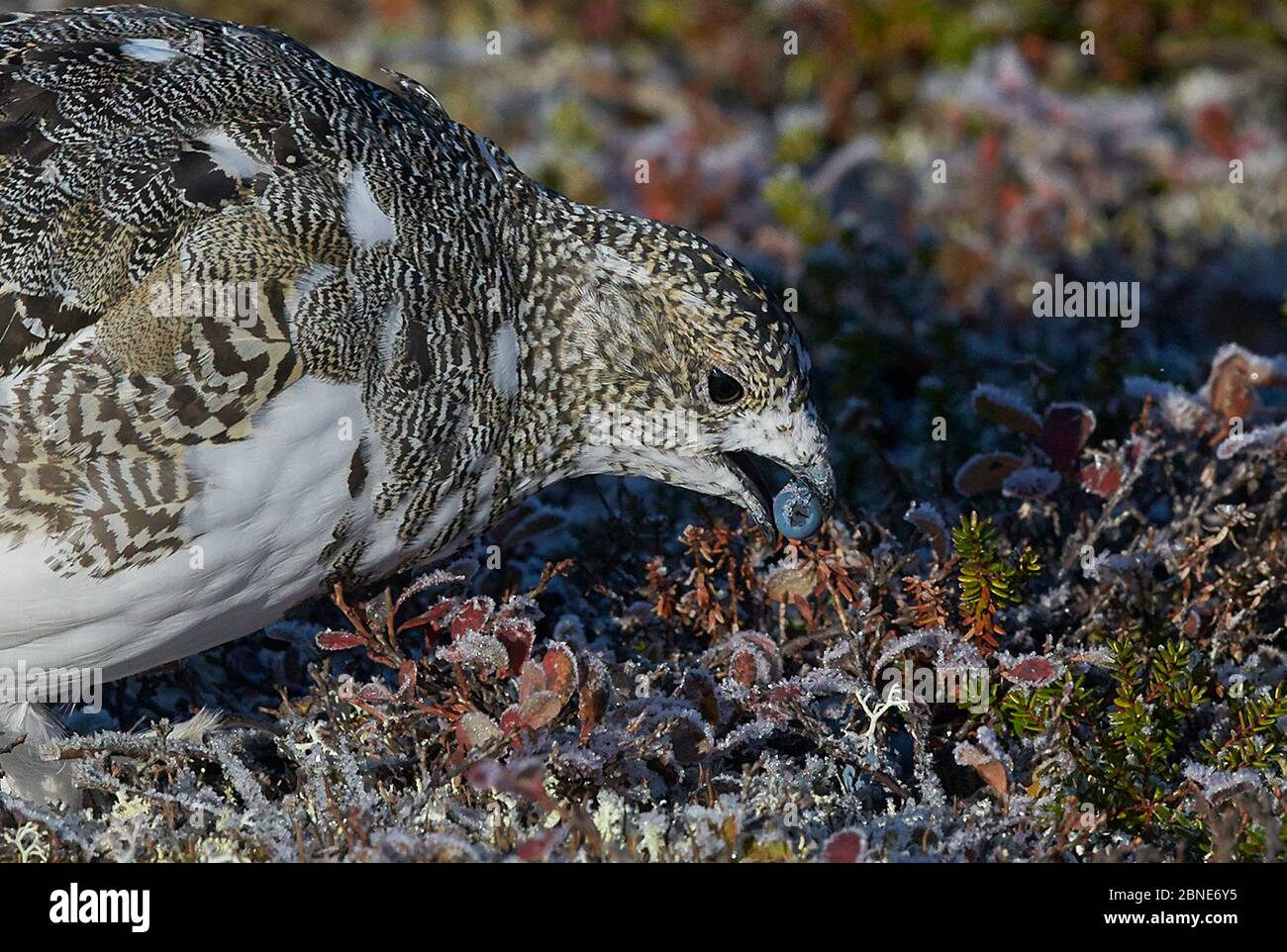 Rock Ptarmigan (Lagopus muta) feeding on blueberries, Inari, Finland ...