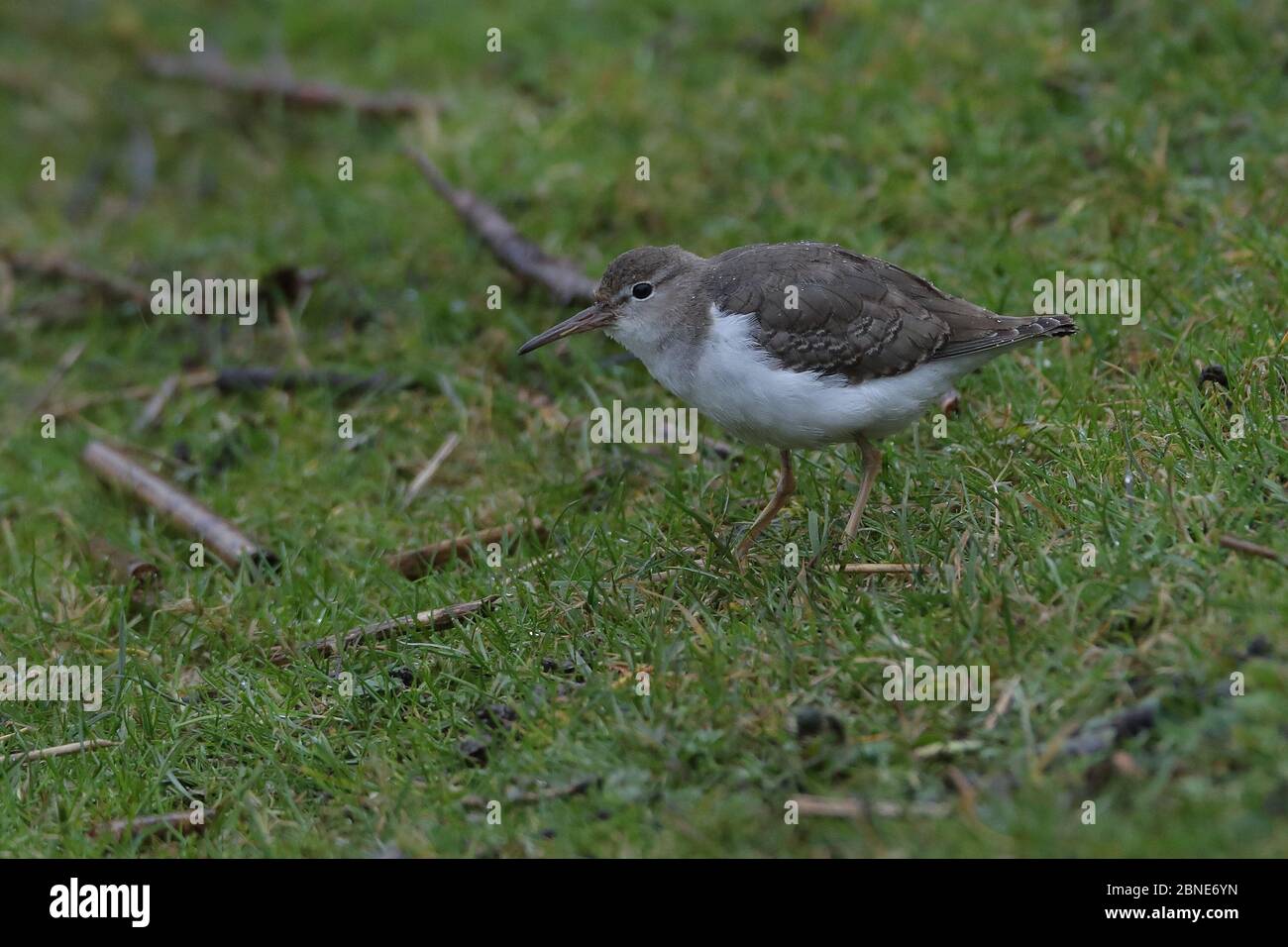1st Winter Spotted Sandpiper on the slalom course at Holme Pierrepont ...