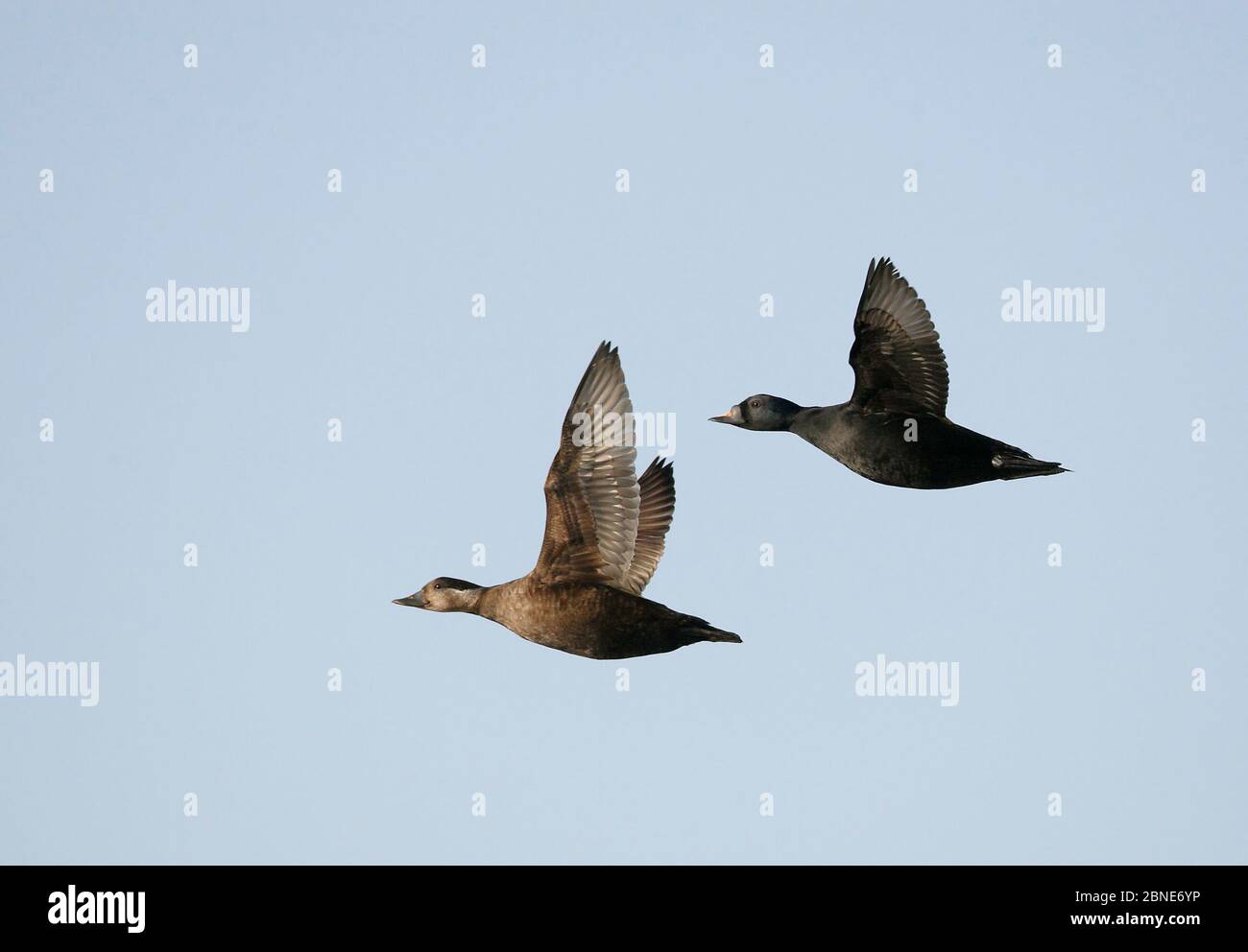 Common scoter (Melanitta nigra) female and male flying, Porvoo, Finland ...