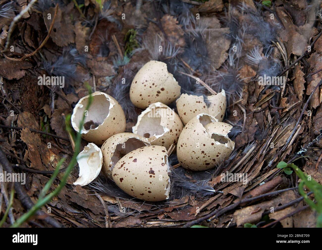 Hen broken egg nest hi-res stock photography and images - Alamy