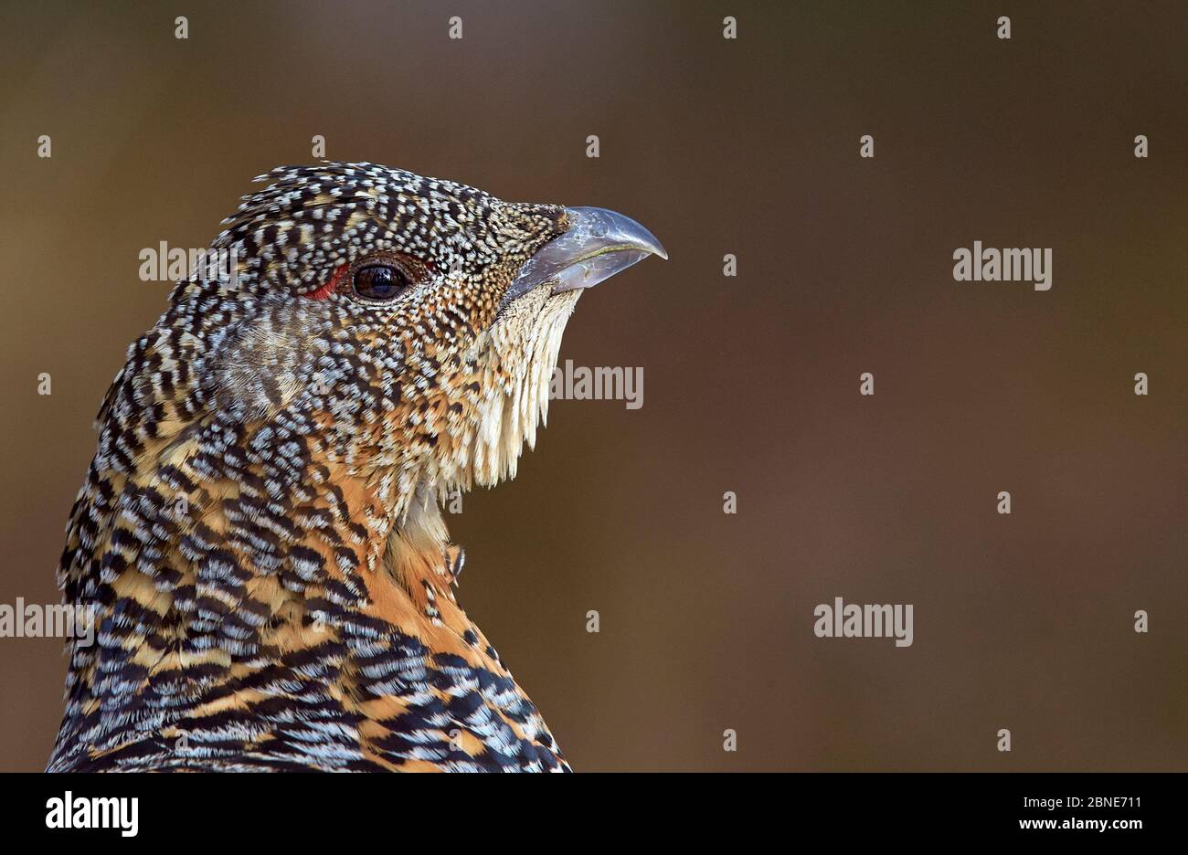 Female Capercaillie (Tetrao urogallus) head portrait, Vaala, Finland ...