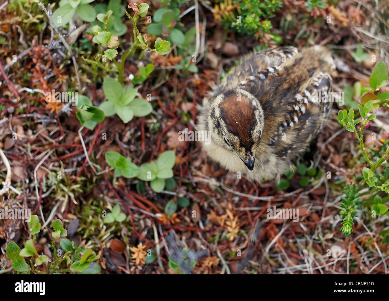 Utsjoki willow hi-res stock photography and images - Alamy