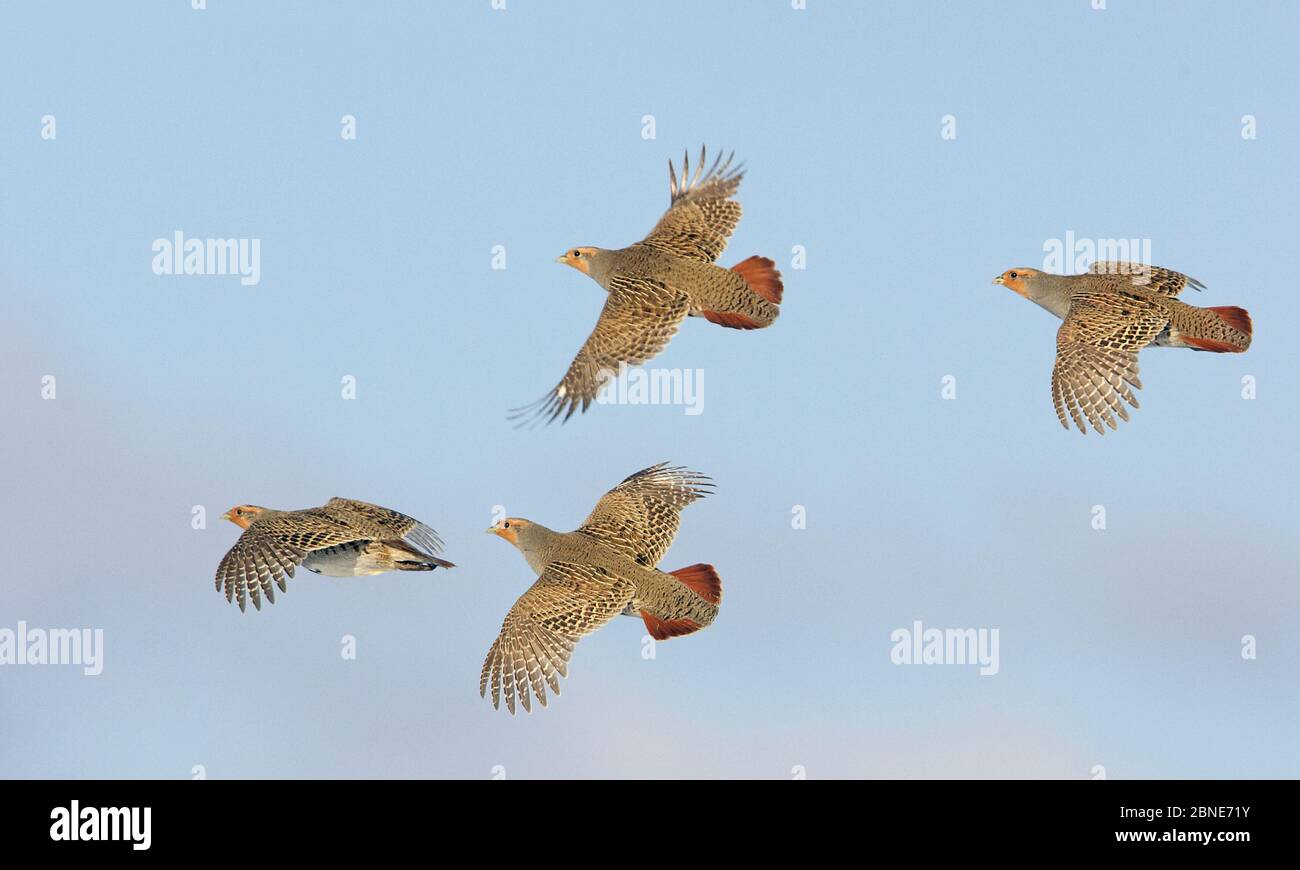 Flying partridge hi-res stock photography and images - Alamy