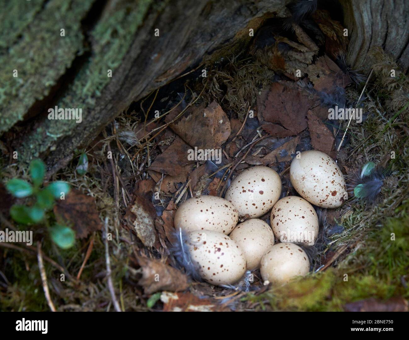Hazel grouse (Tetrastes / Bonasa bonasia) nest with seven eggs, Kuusamo ...