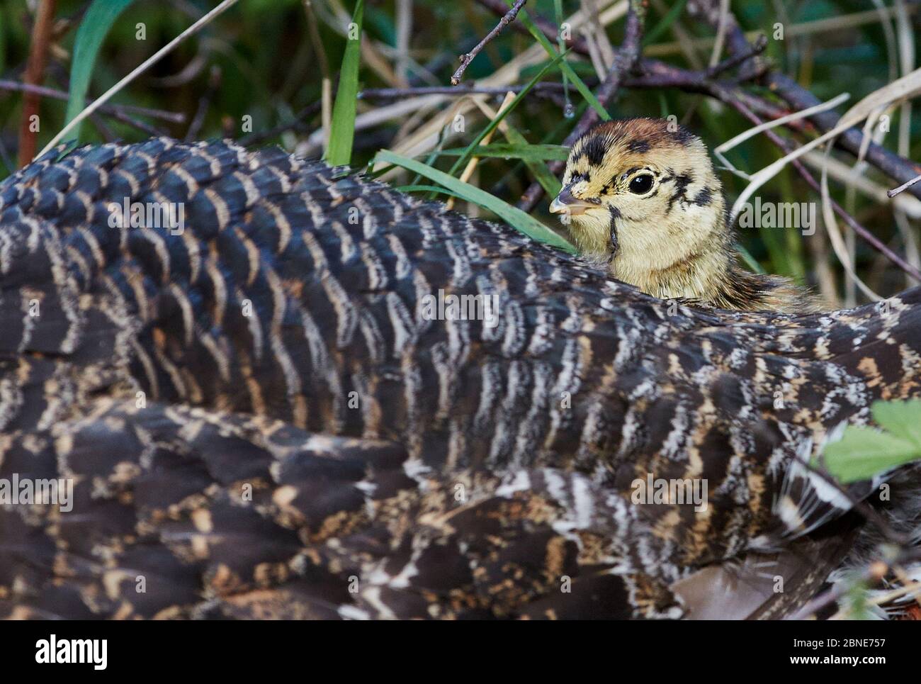 Black grouse (Lyrurus tetrix) chick peering over mother's back, Vaala ...