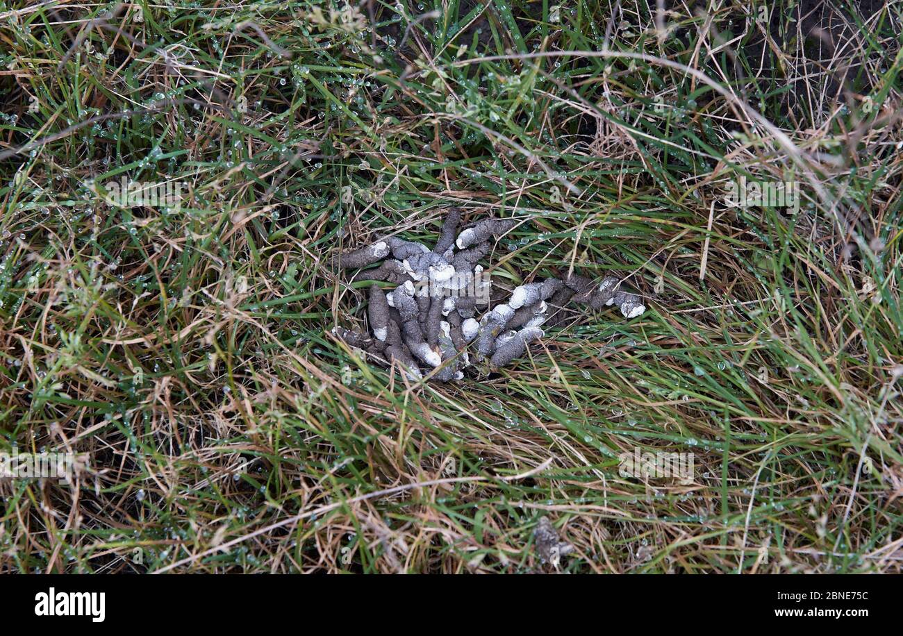 Bird faeces hi-res stock photography and images - Alamy