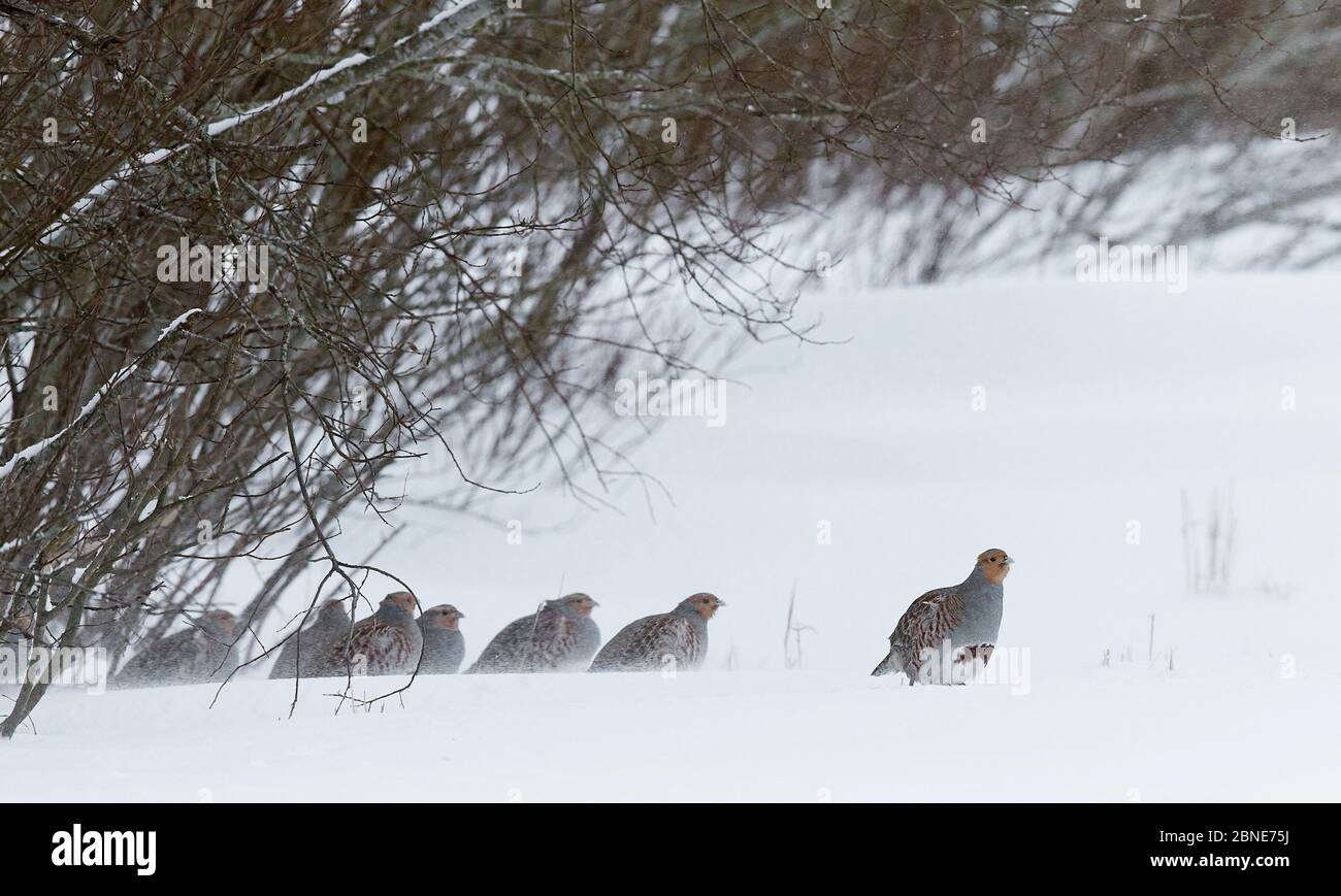 Group of grey partridges partridge hi-res stock photography and images ...