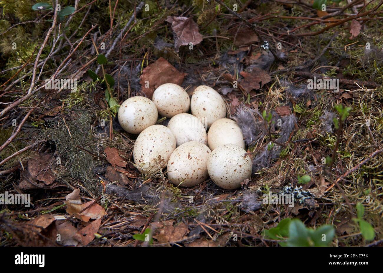 Black grouse (Tetrao / Lyrurus tetrix) nest with a clutch of eight eggs ...