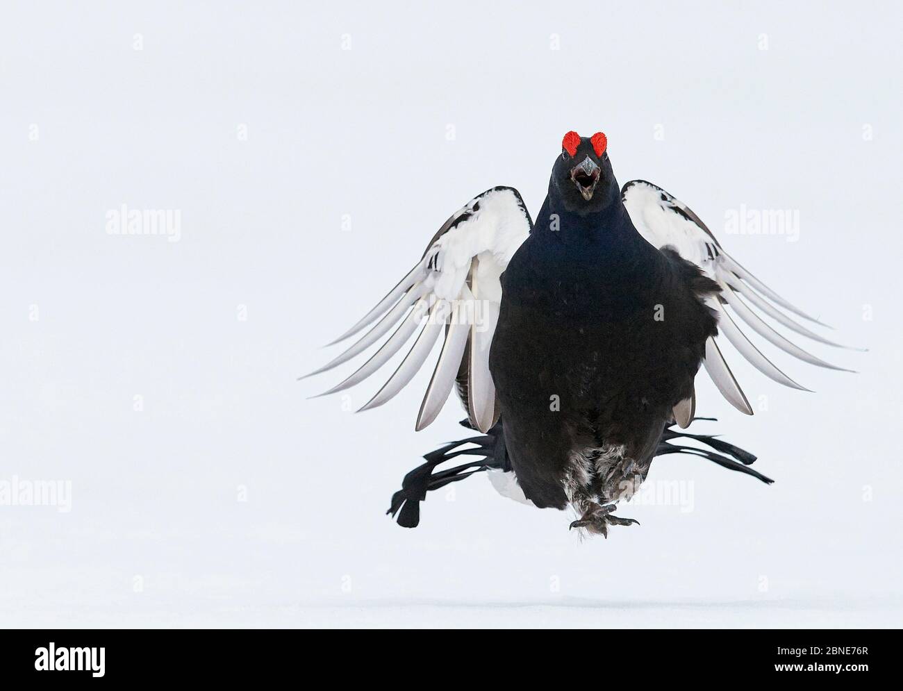 Black grouse (Tetrao / Lyrurus tetrix) leaping and calling, Vaala ...