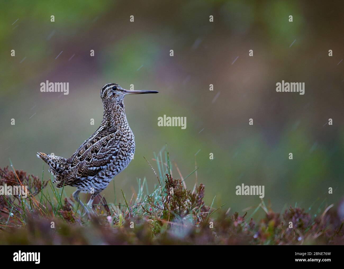 Great snipe (Gallinago media) profile, Norway, June Stock Photo - Alamy