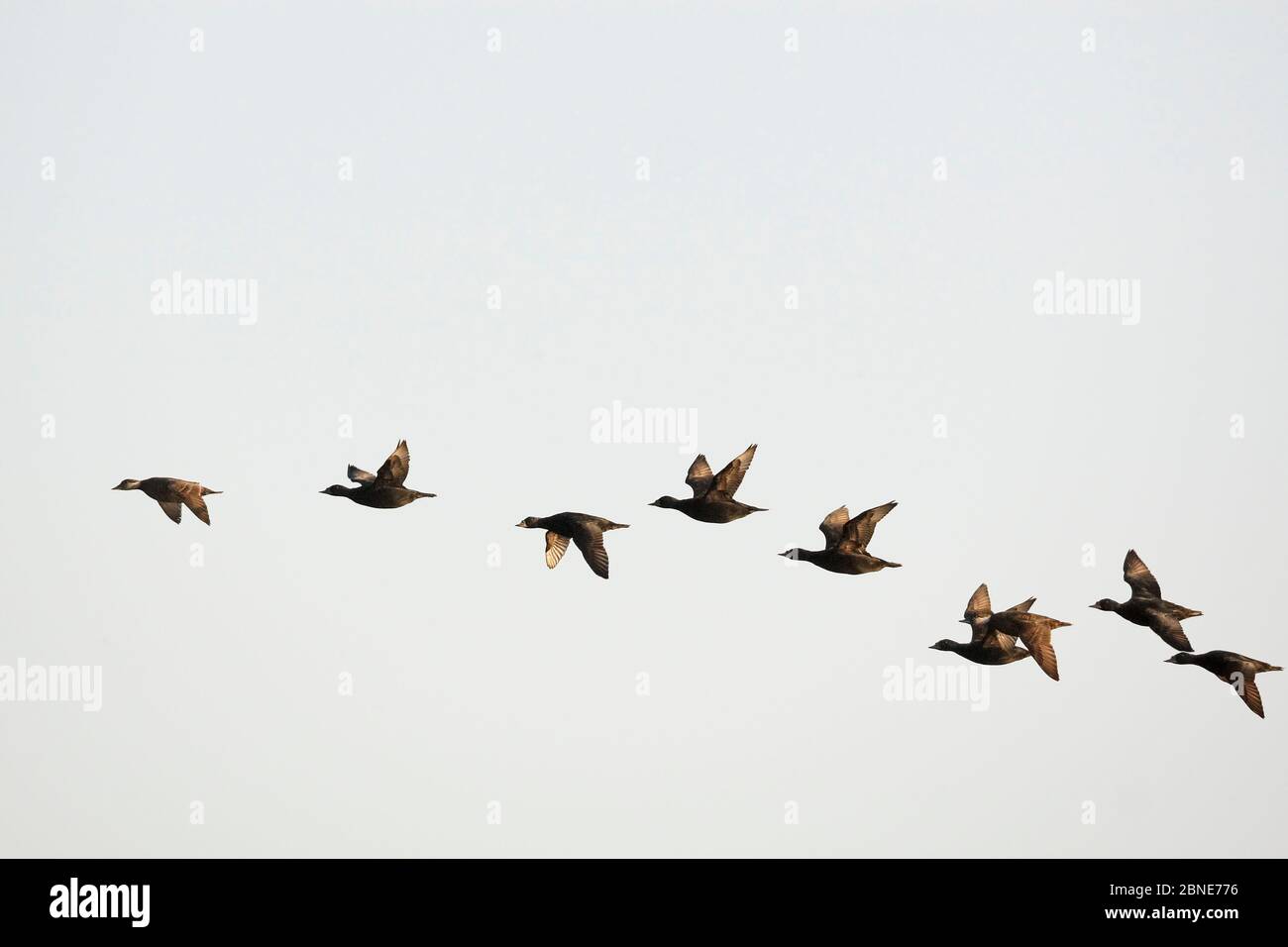Common scoters (Melanitta nigra) flying, Porvoo, Finland, May Stock ...