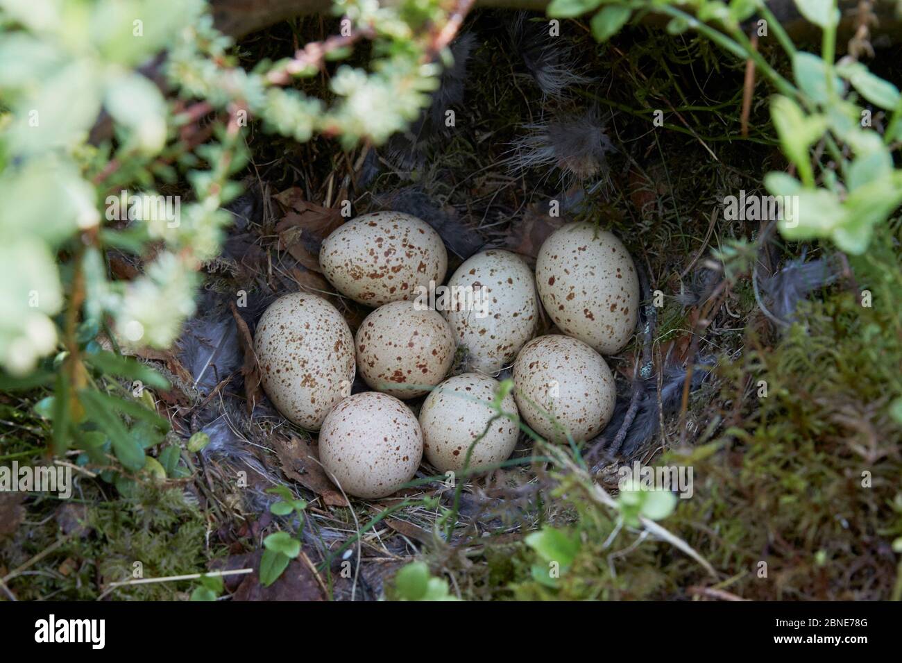 Galliformes nest hi-res stock photography and images - Alamy