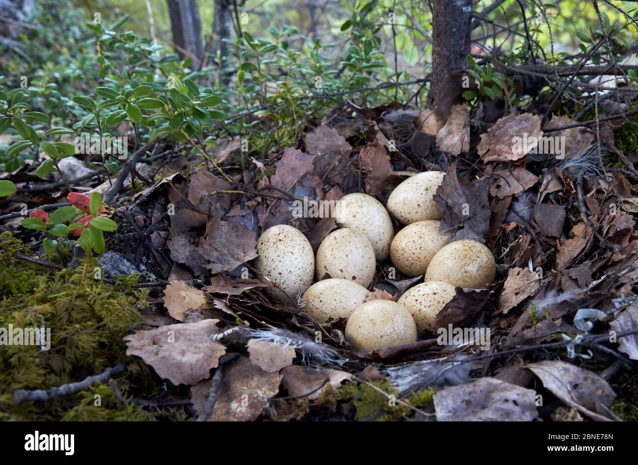 Capercaillie (Tetrao urogallus) nest with a clutch of nine eggs, Kuhmo ...