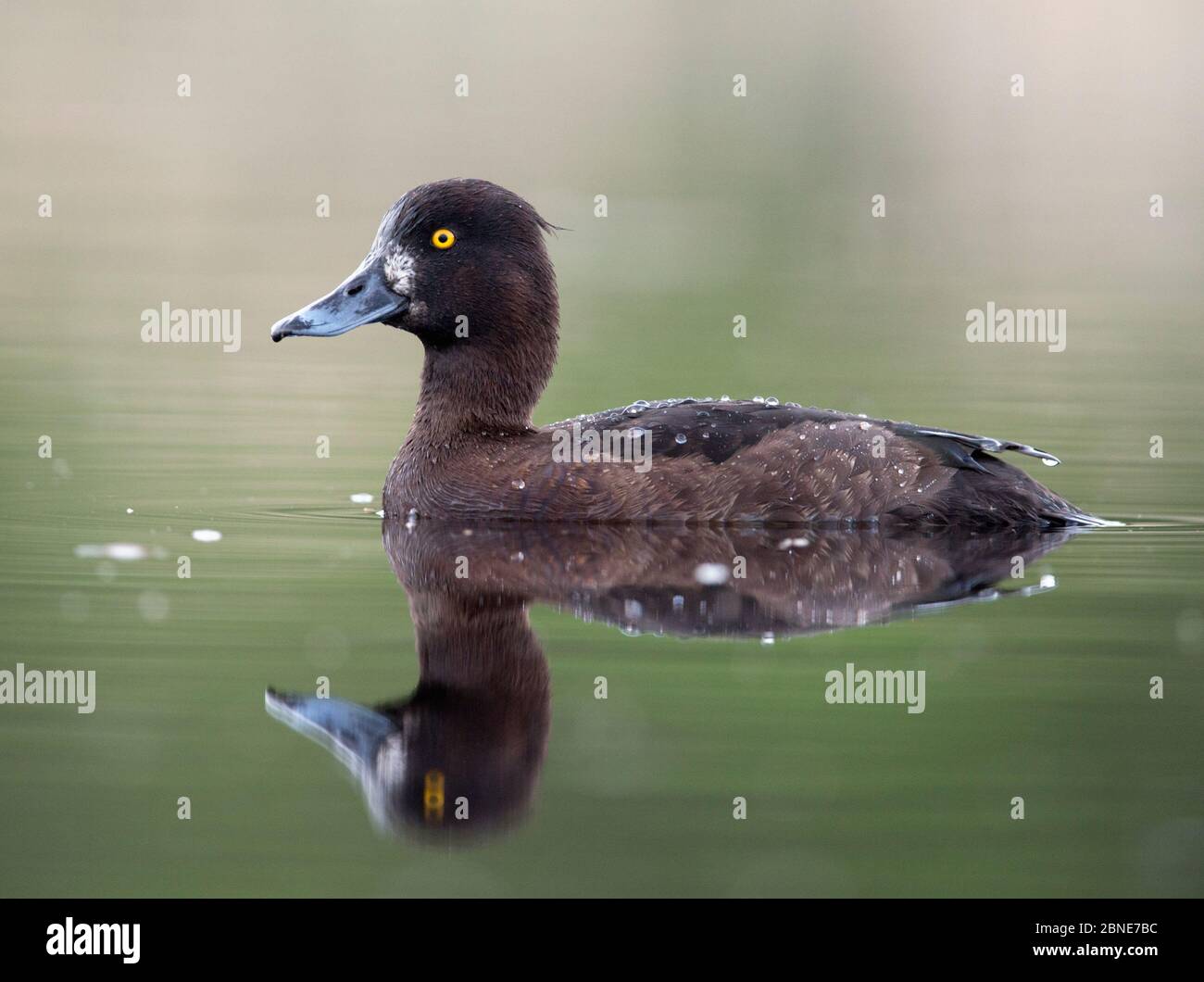 Tufted duck with negative space hi-res stock photography and images - Alamy