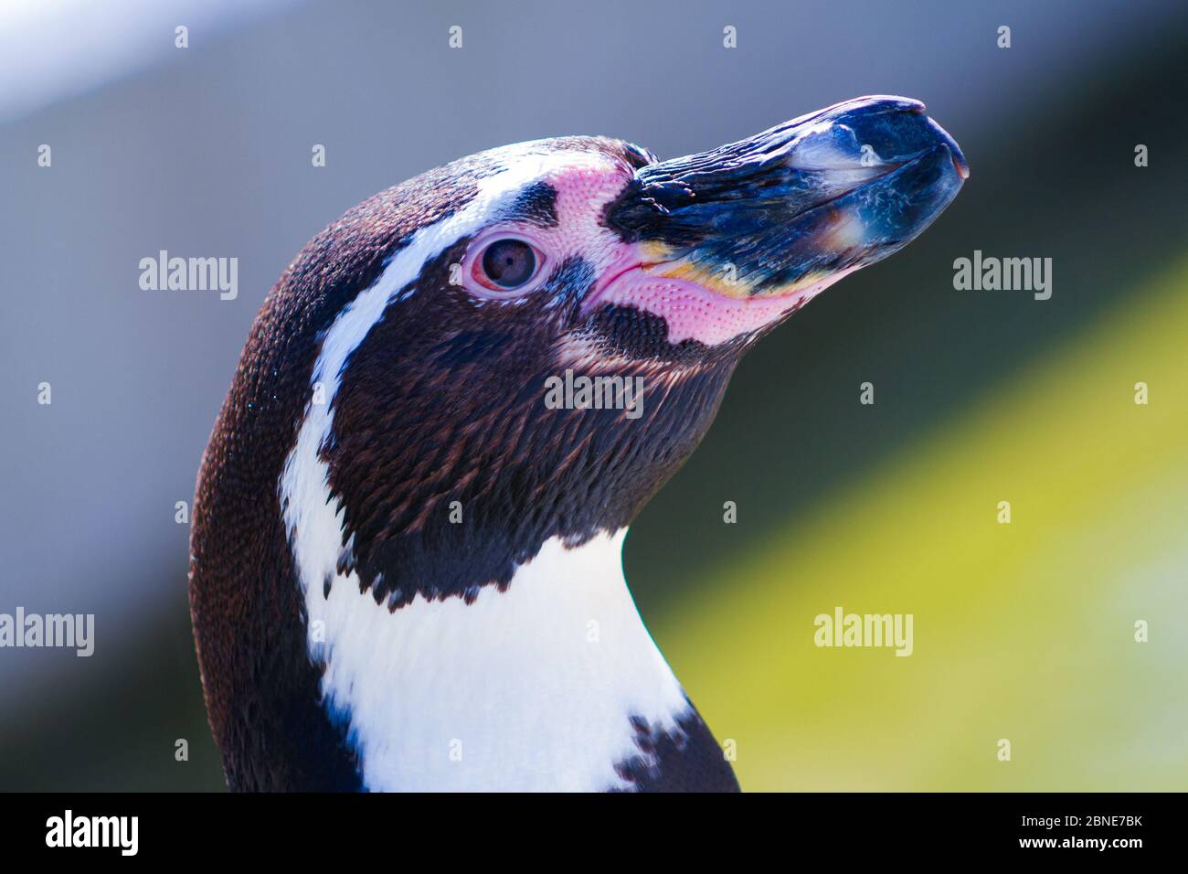 The head of Humboldt penguin Stock Photo - Alamy