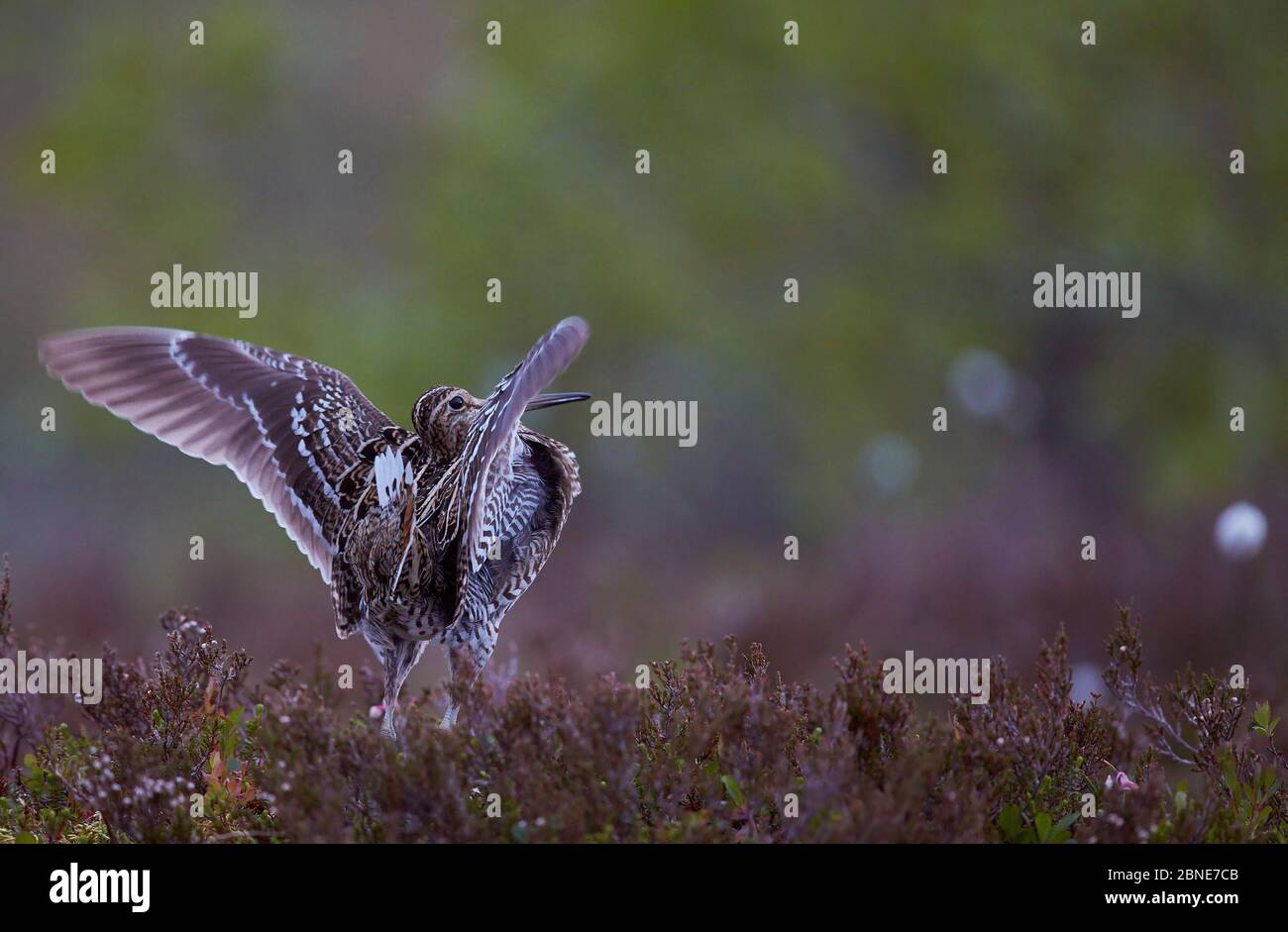 Great snipe (Gallinago media) flapping wings, Norway, June Stock Photo ...