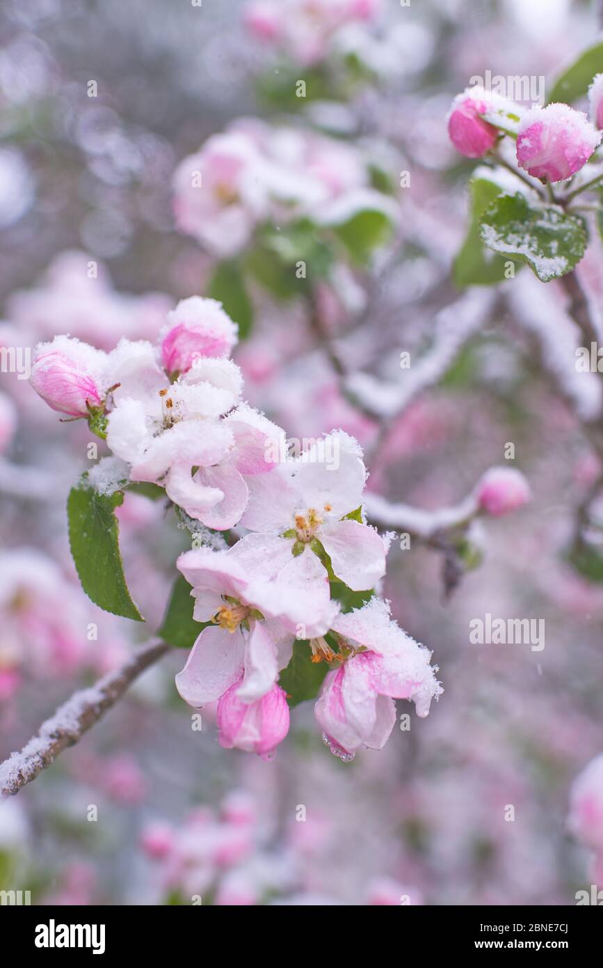 Beautiful spring apple blossoms covered with snow. Bloom tree flowers ...