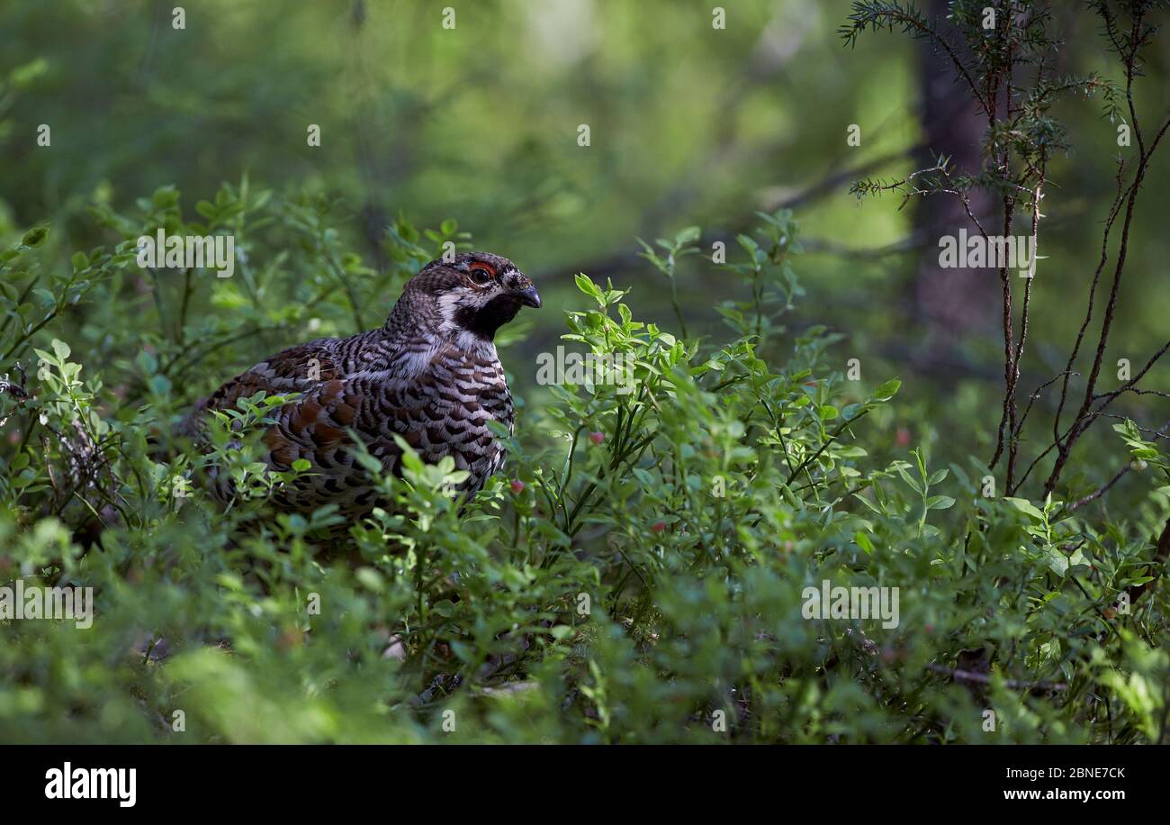 Bonasa bonasia hi-res stock photography and images - Alamy