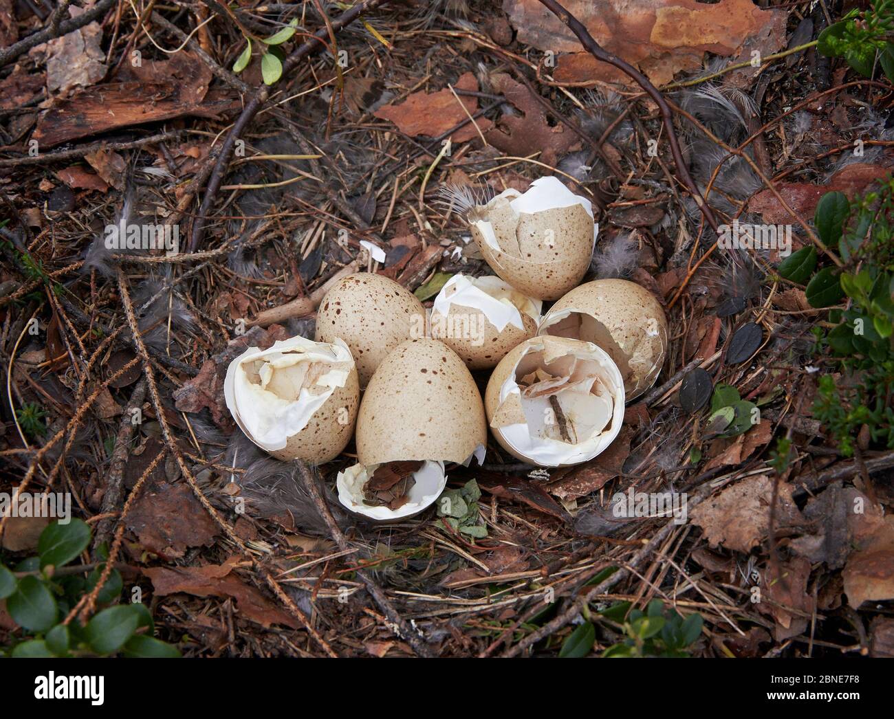 Capercaillie (Tetrao urogallus) nest with eggshells left behind after ...