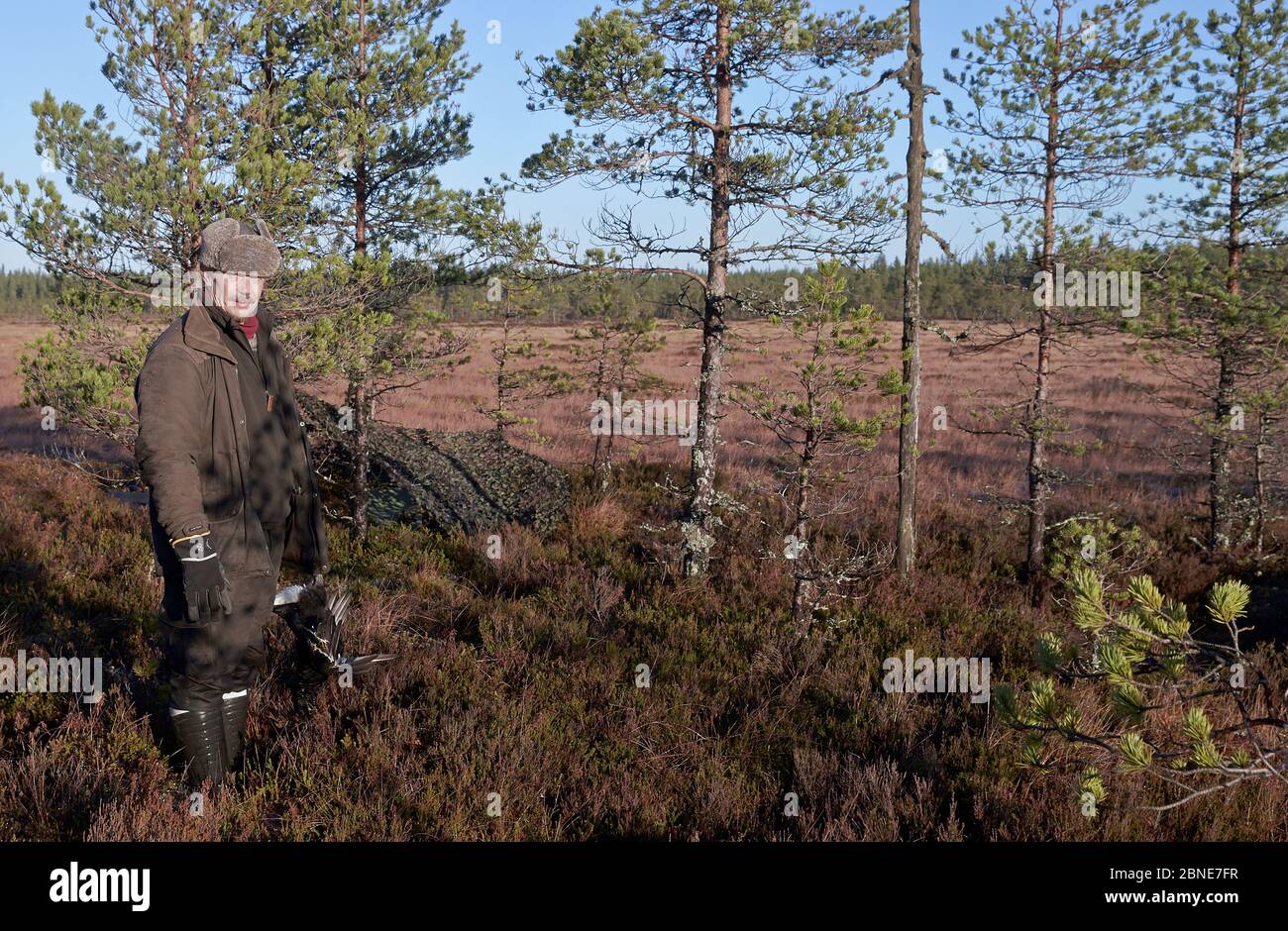 Man holding dead Black grouse (Tetrao / Lyrurus tetrix) whilst hunting ...
