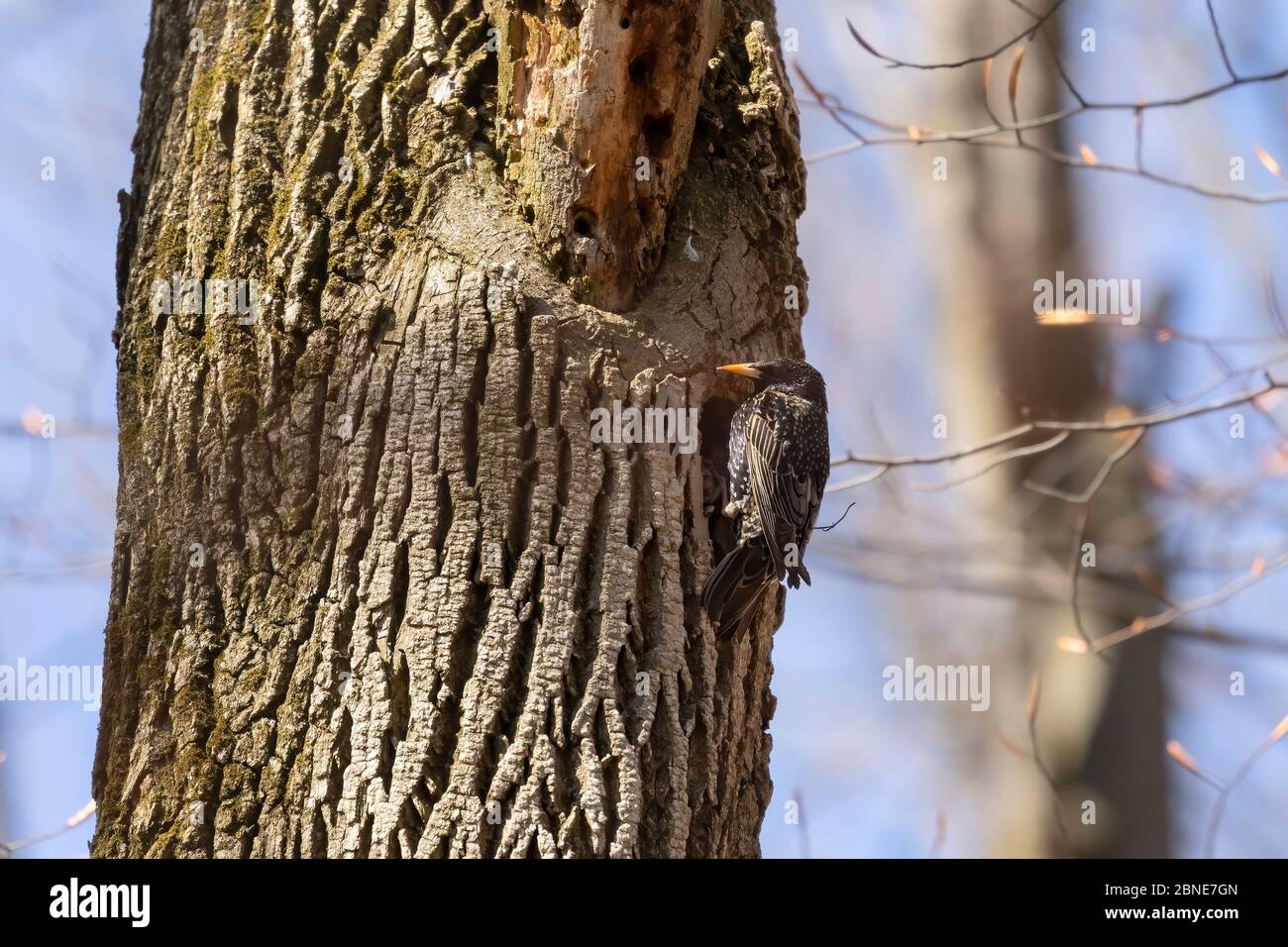Bird. Every spring, European starlings nesting in the trees of city ...