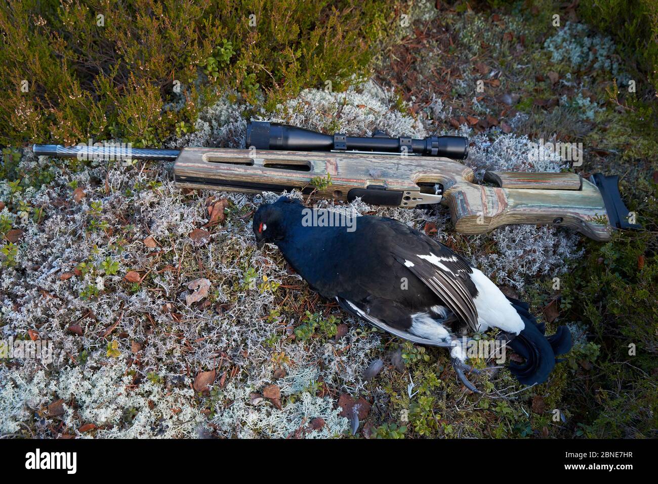 Dead male Black grouse Tetrao / Lyrurus tetrix) next to gun, Kauhajoki ...