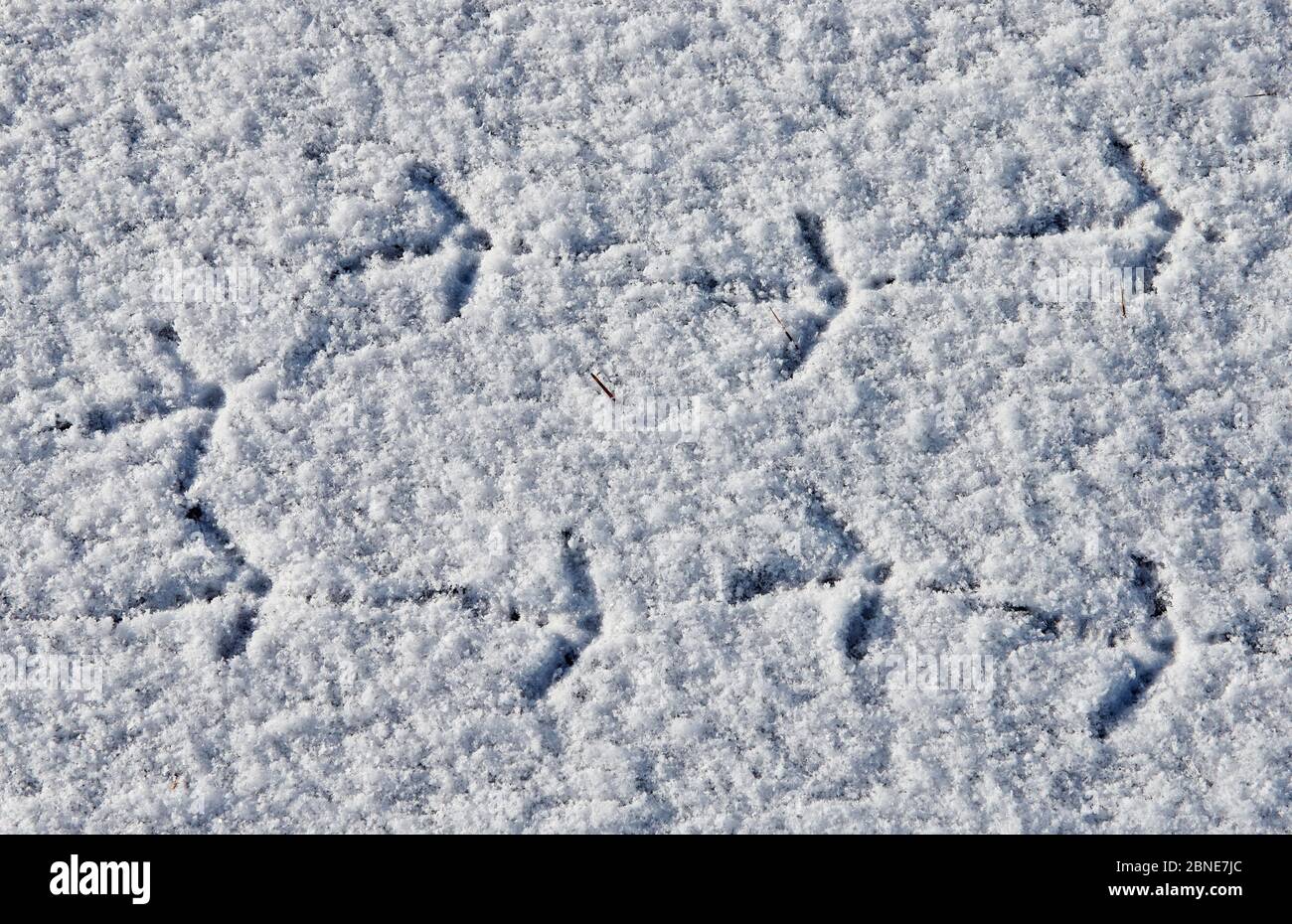 Grouse Tracks In Snow