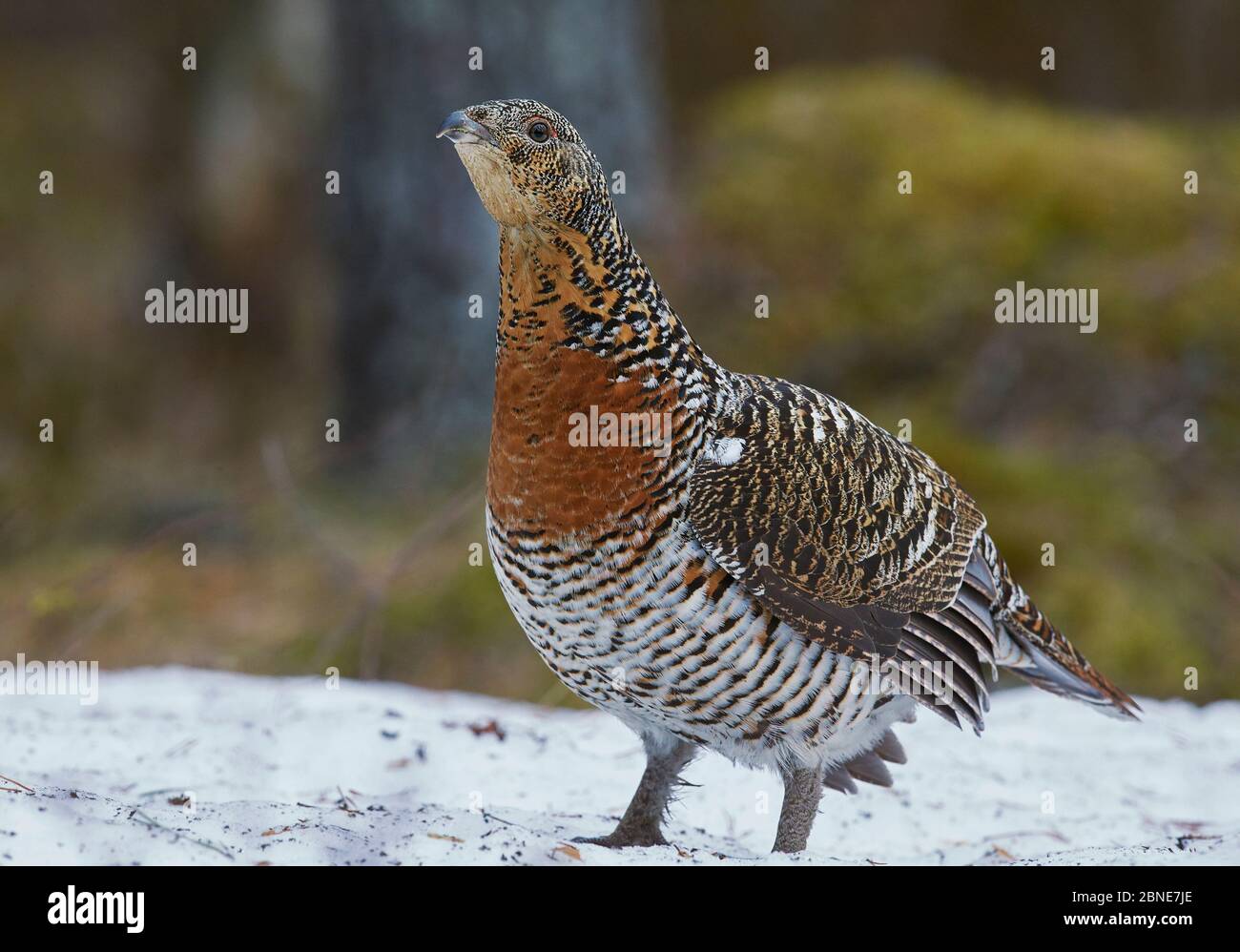 Female Capercaillie (Tetrao urogallus) on snow, Vaala, Finland, May ...
