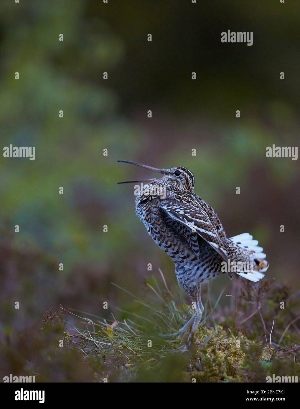 Male Great snipe (Gallinago media) displaying, Norway, June Stock Photo ...