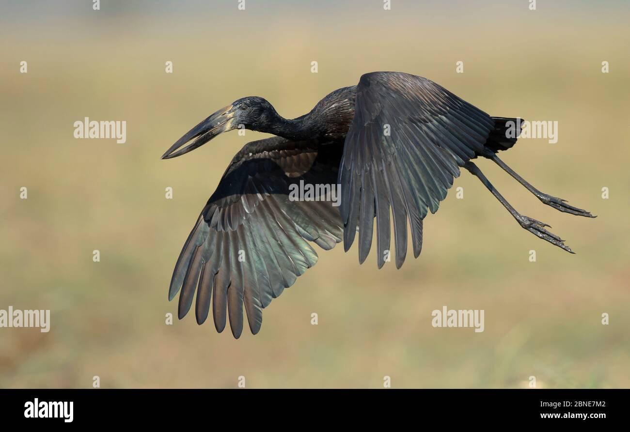 African open bill (Anastomus lamelligerus) in flight with morning ...