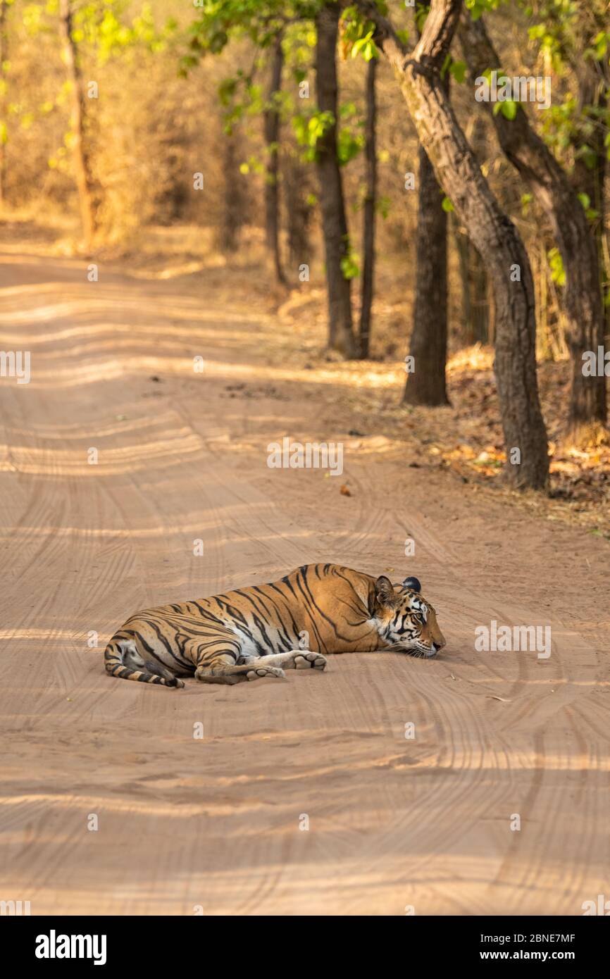 Wild female tiger resting on middle of jungle track at bandhavgarh ...