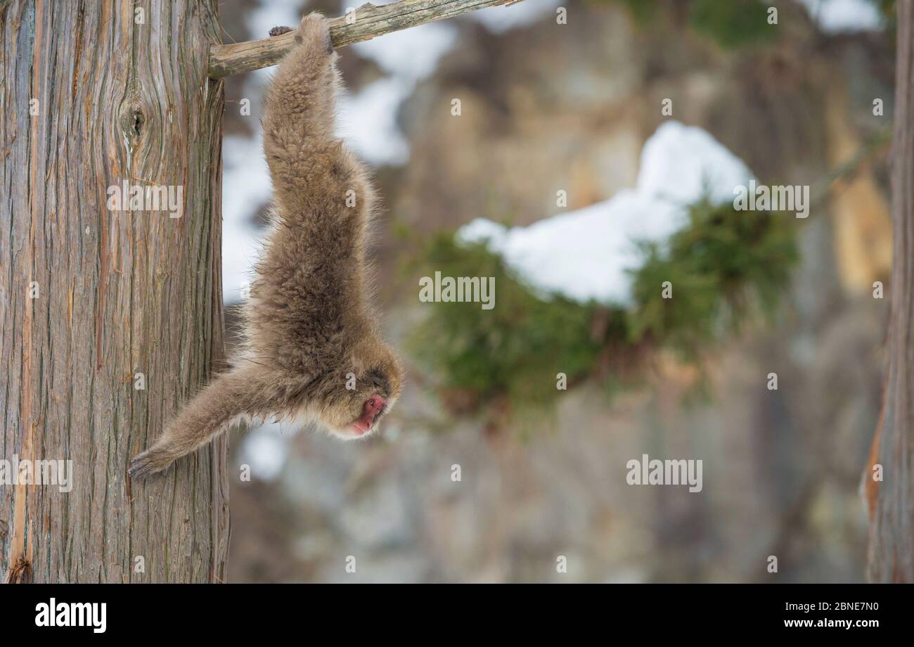 Japanese macaque (Macaca fuscata) playful youngter hanging from tree ...