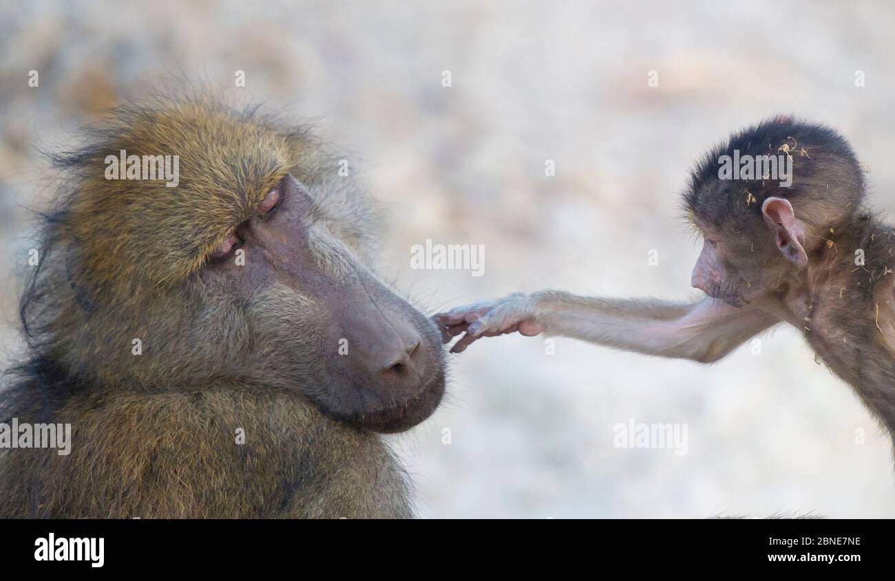 Monkeys Touching High Resolution Stock Photography and Images - Alamy