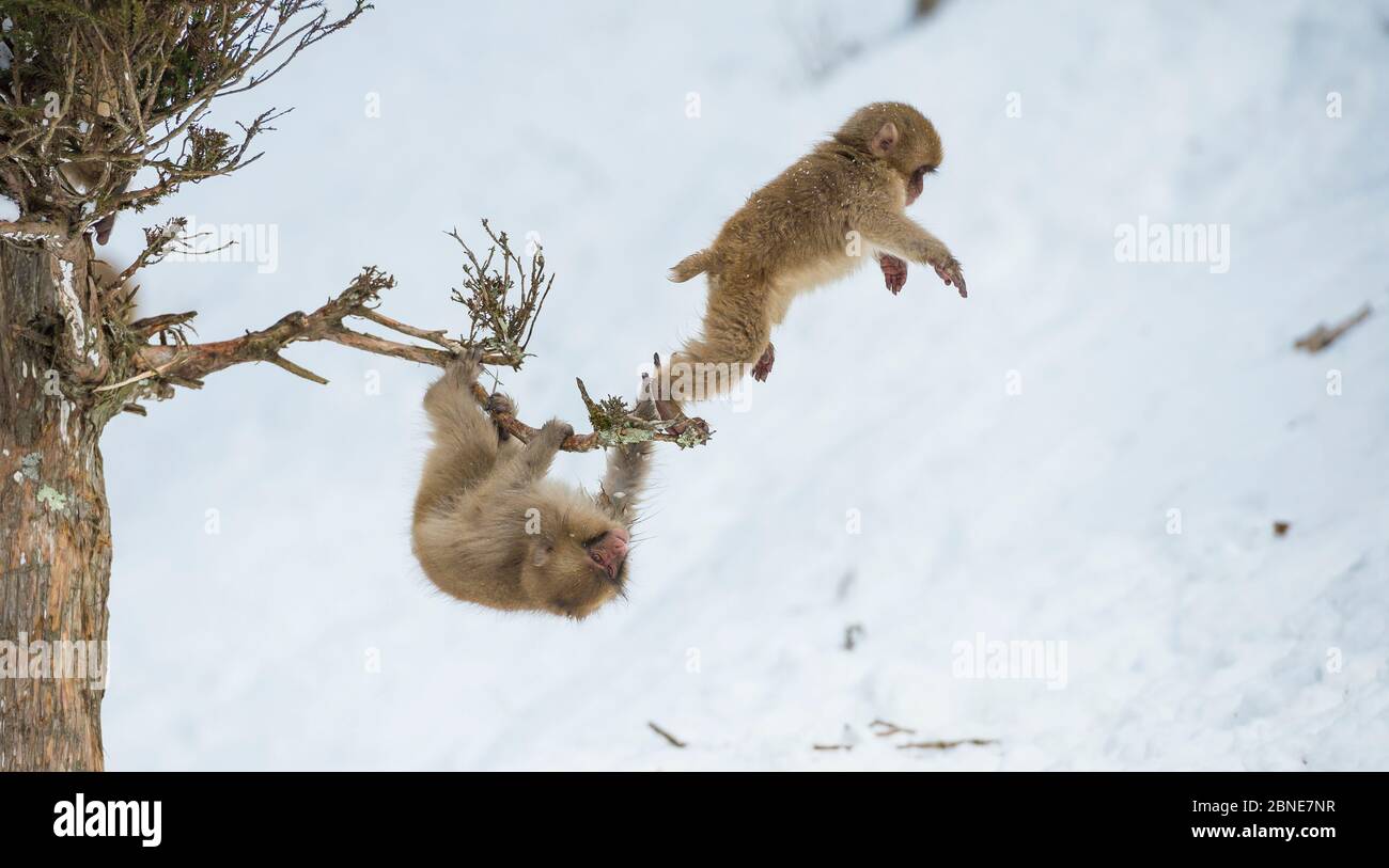 Japanese macaque (Macaca fuscata) two youngsters playing in tree ...