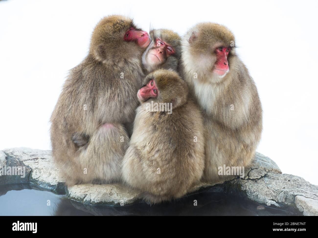 Japanese macaque (Macaca fuscata) group huddling up together ...