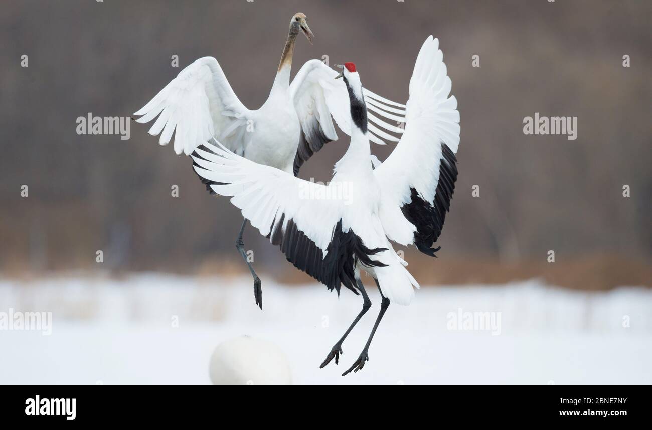 Red crowned cranes in hokkaido hi-res stock photography and images - Alamy