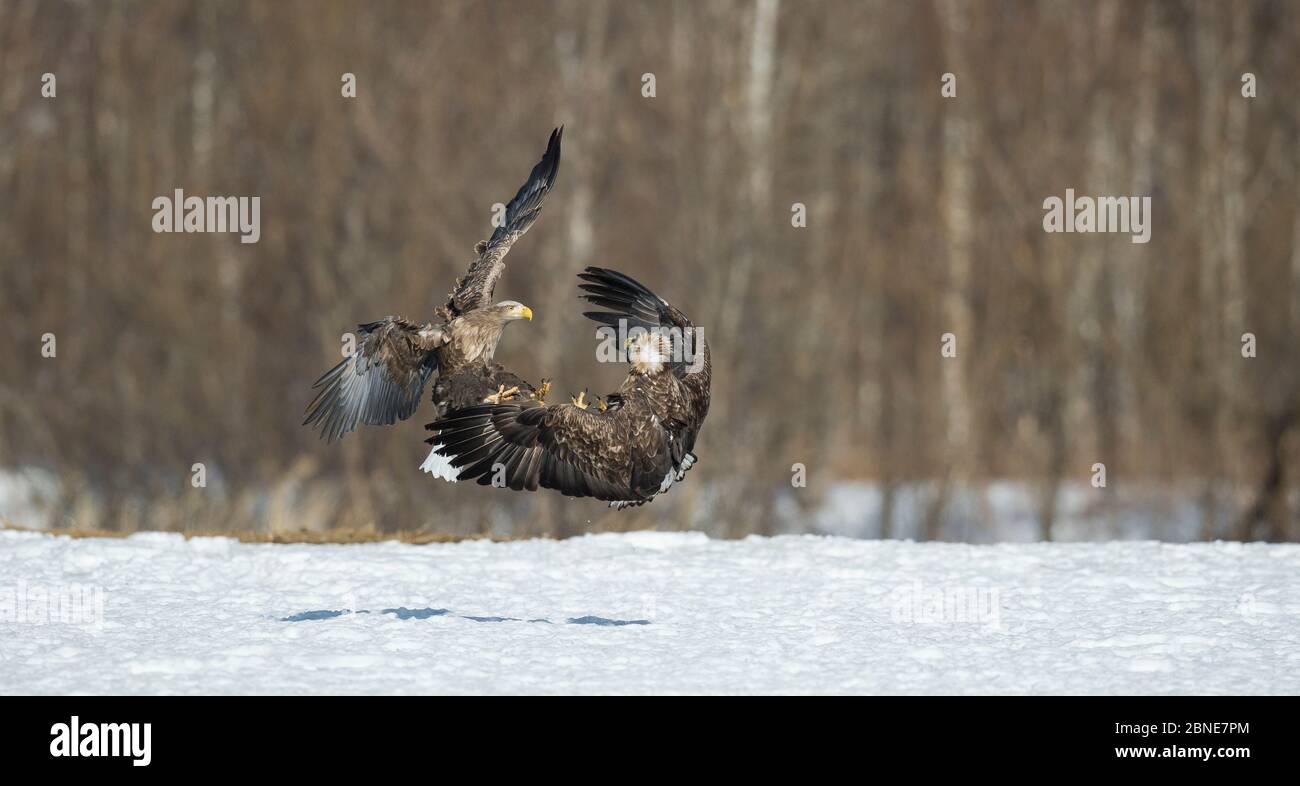 Two White tailed eagles (Haliaeetus albicilla) fighting, Hokkaido ...
