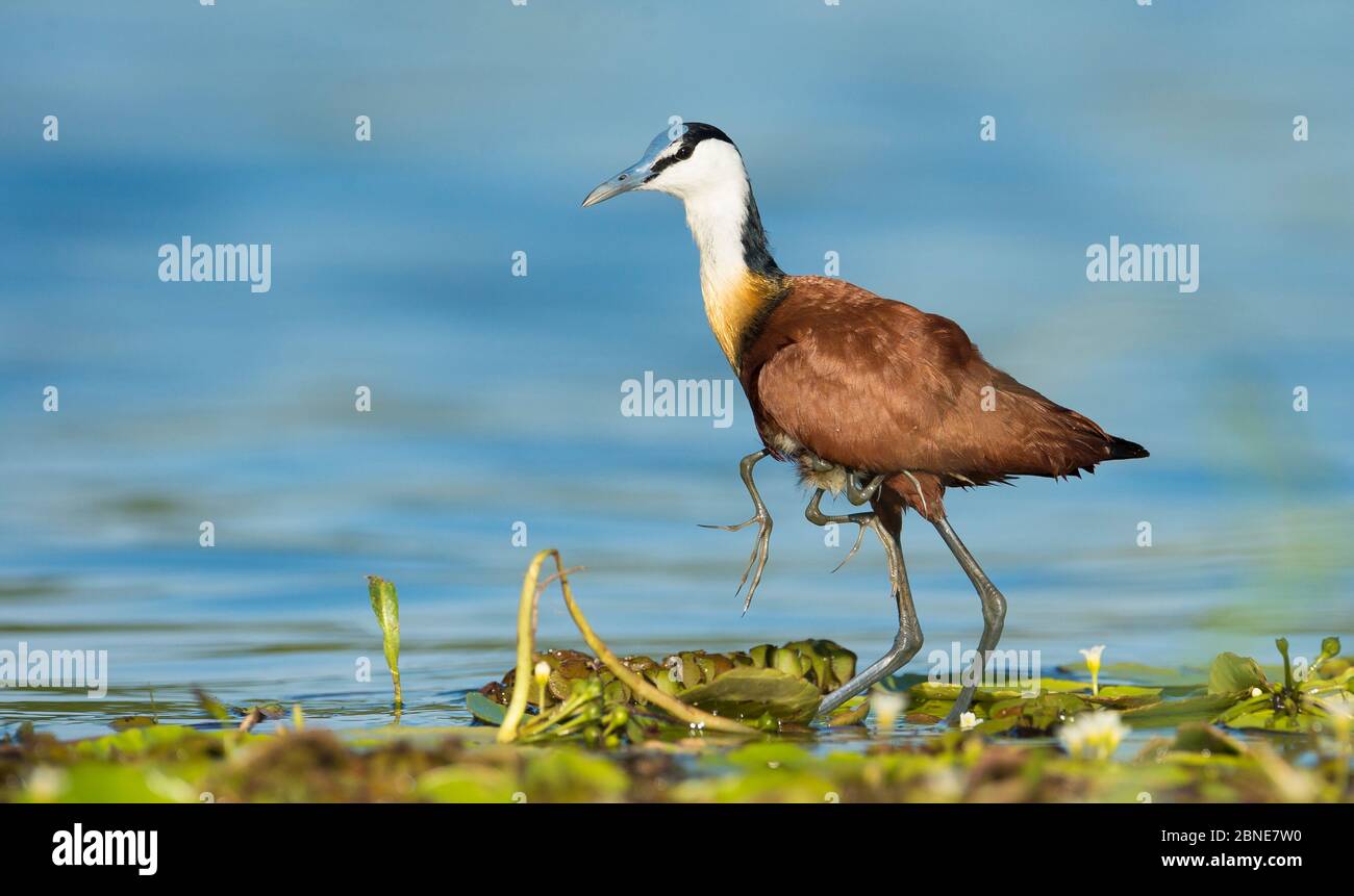 African jacana male hi-res stock photography and images - Alamy