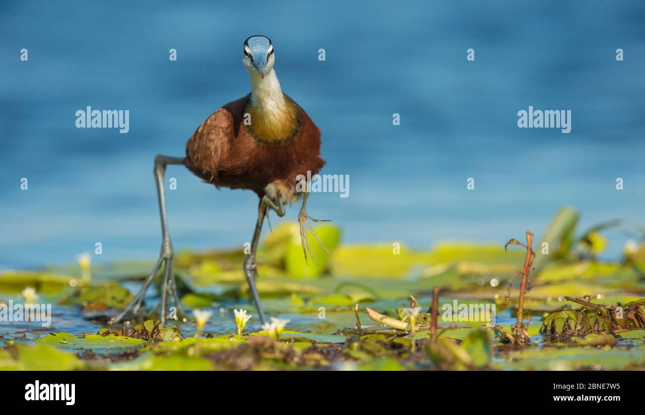 African jacana (Actophilornis africanus) male holding his youngsters ...