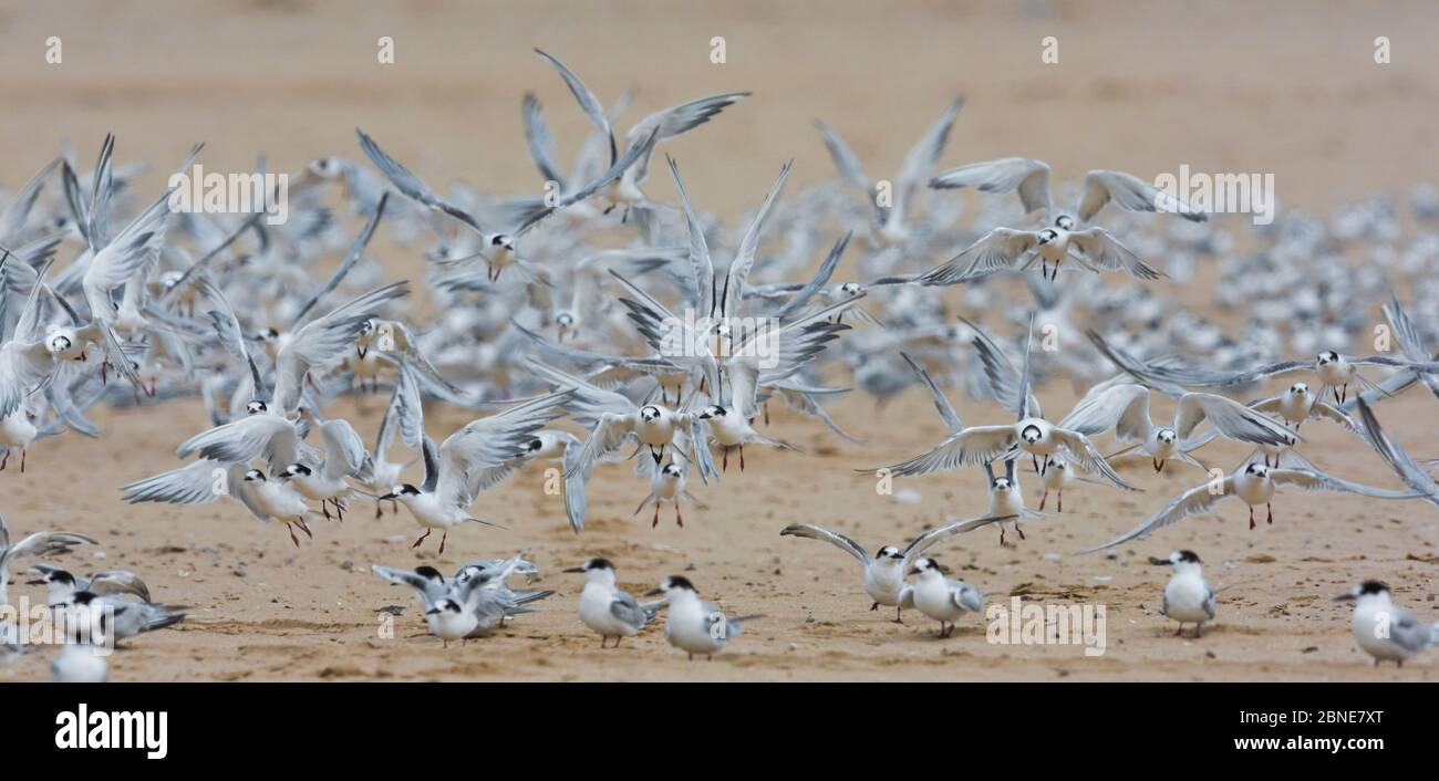 Common terns (Sterna Hirundo) on beach. Walvisbay, Namibia Stock Photo - Alamy