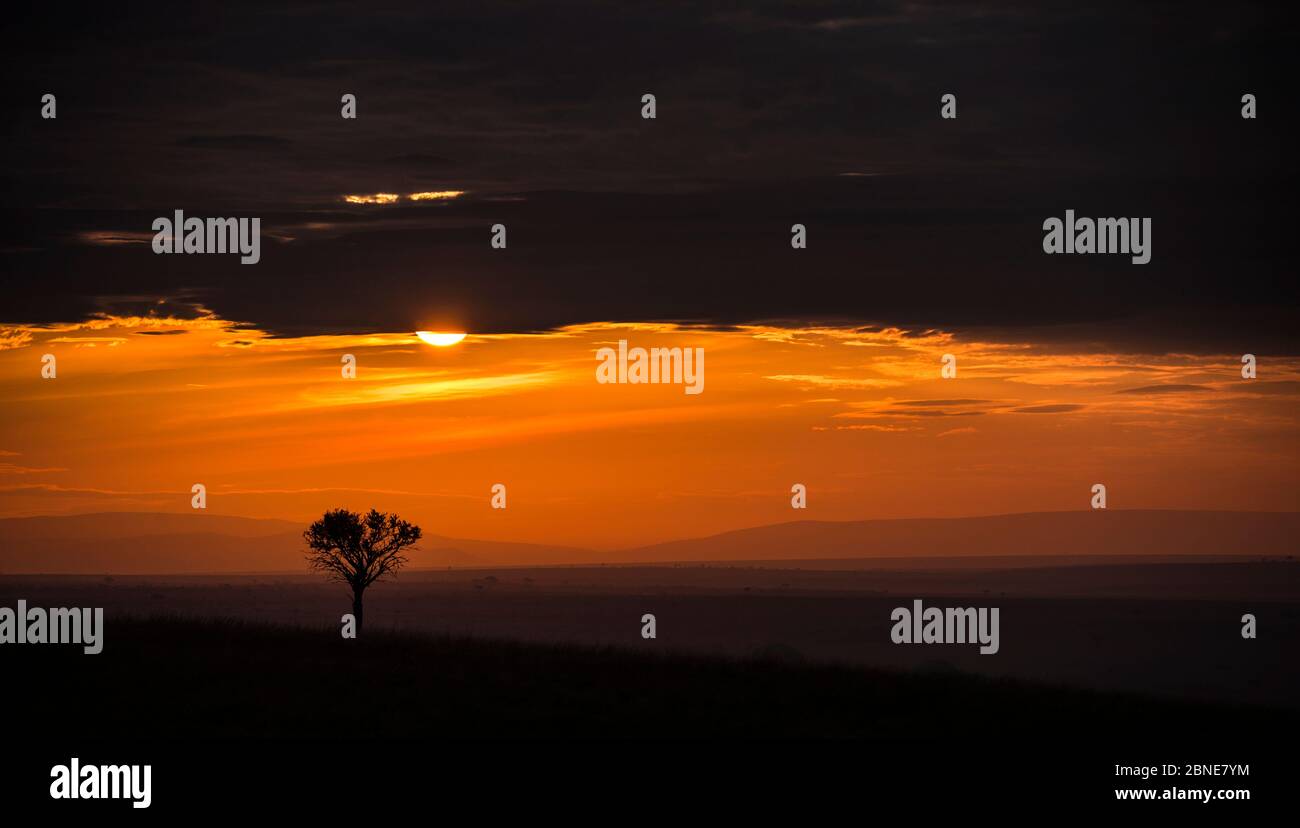 Sunrise over the open plains of East Africa. Masai Mara Kenya. August ...
