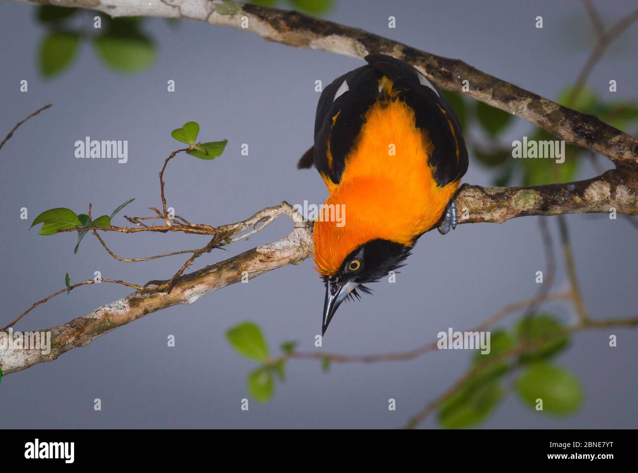 Orange-backed troupial (Icterus croconotus) looking down off branch ...