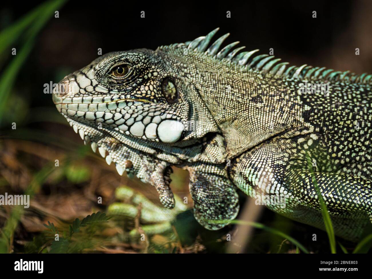 Brazilian Iguana