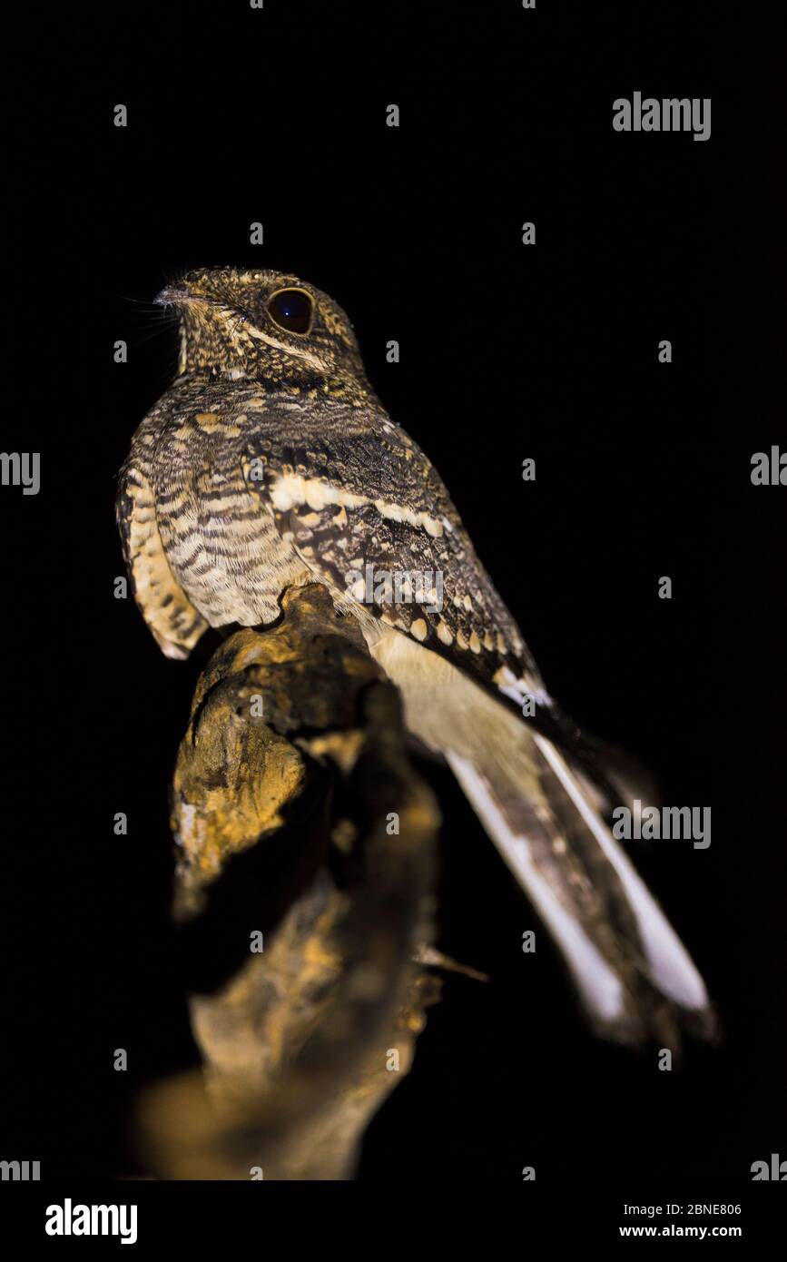 Square-tailed nightjar (Caprimulgus fossii) at night. Okavango Delta ...