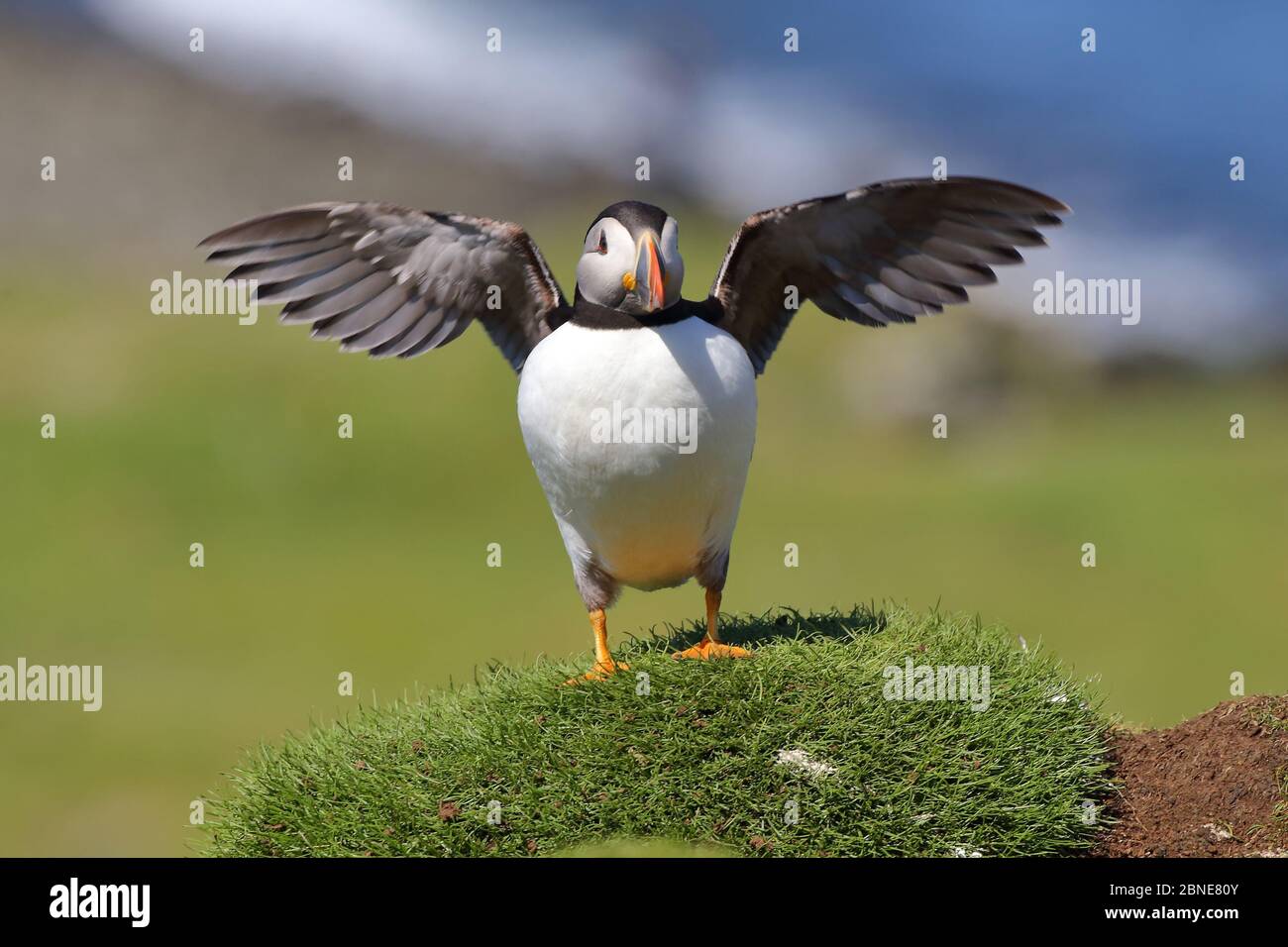 Puffin colony on the Isle of Lunga, part of the Western Isles Stock ...