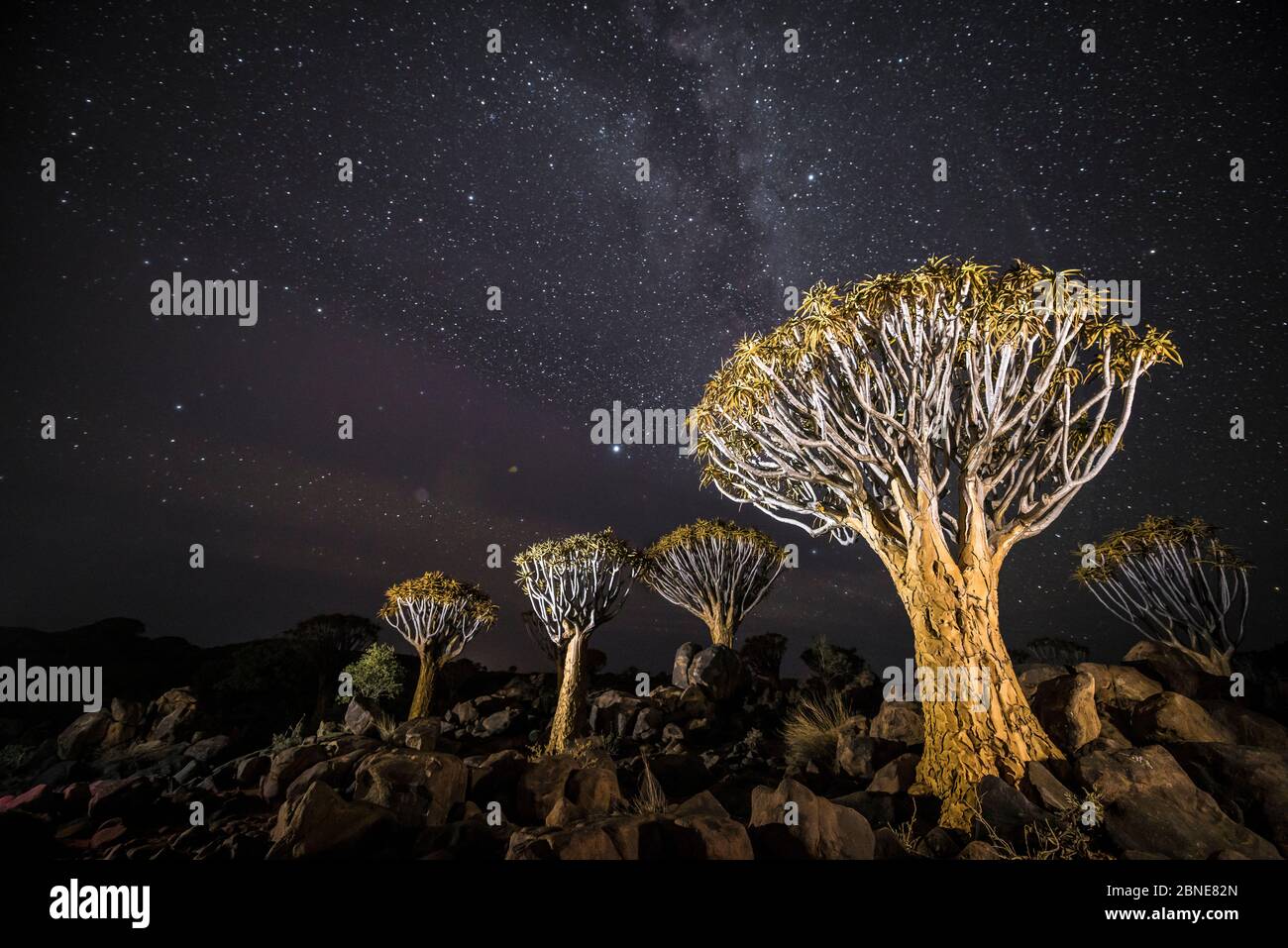 Quiver trees (Aloe dichotoma) with the Milky Way at night, Keetmanshoop ...